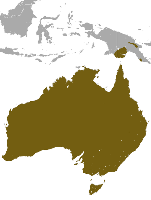 Short-beaked Echidna (Tachyglossus aculeatus) — Coke Smith Wildlife
