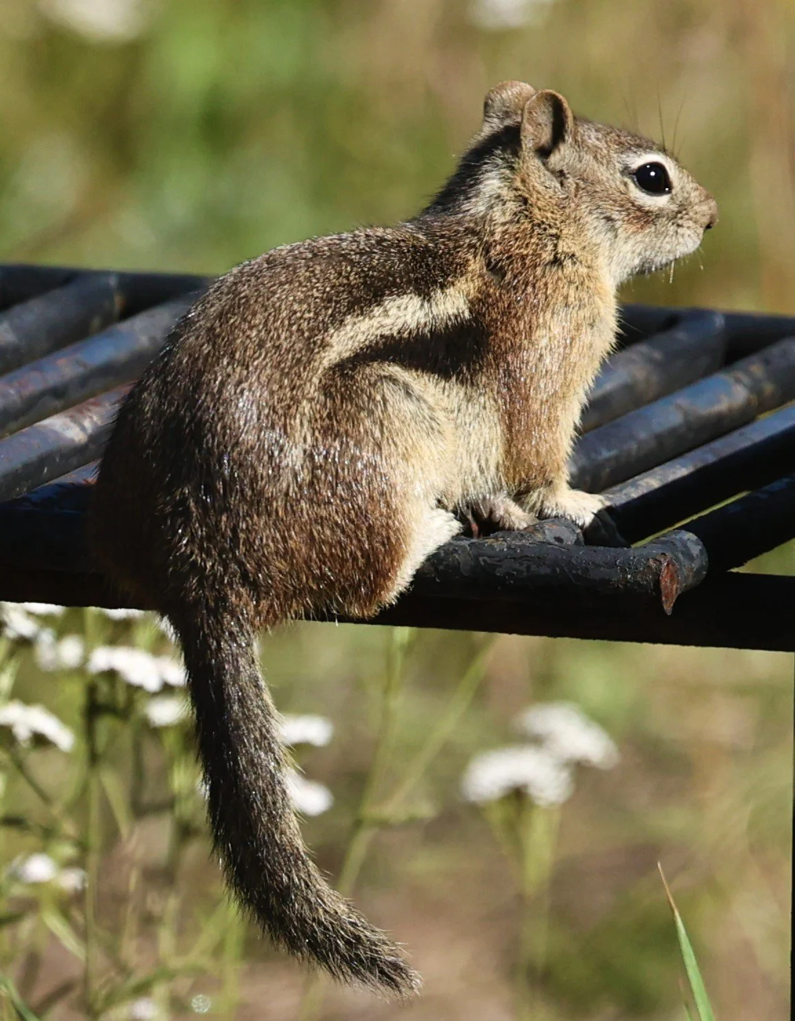 The Great Squirrel Safari of 2022 — Coke Smith Wildlife