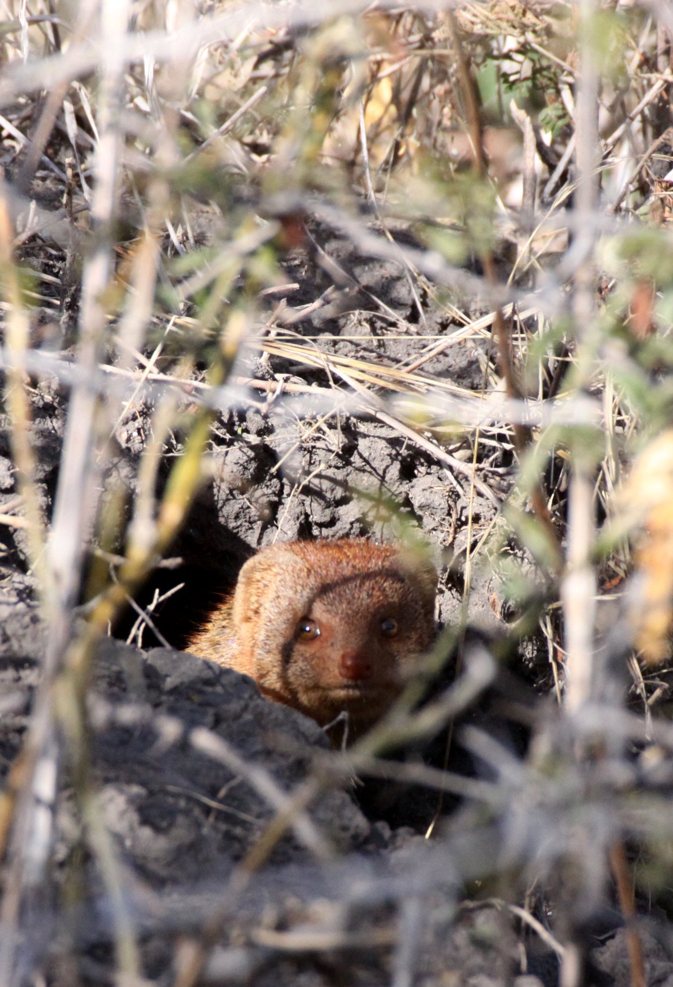 Herpestes sanguinea - Slender Mongoose — Coke Smith Wildlife