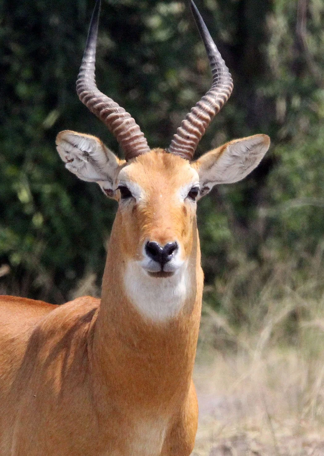 Genus Kobus the Kobs — Coke Smith Wildlife