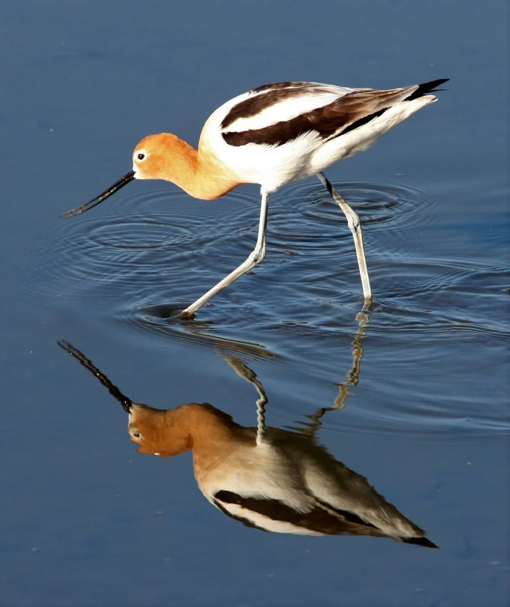 Family Recurvirostridae, Stilts & Avocets — Coke Smith Wildlife