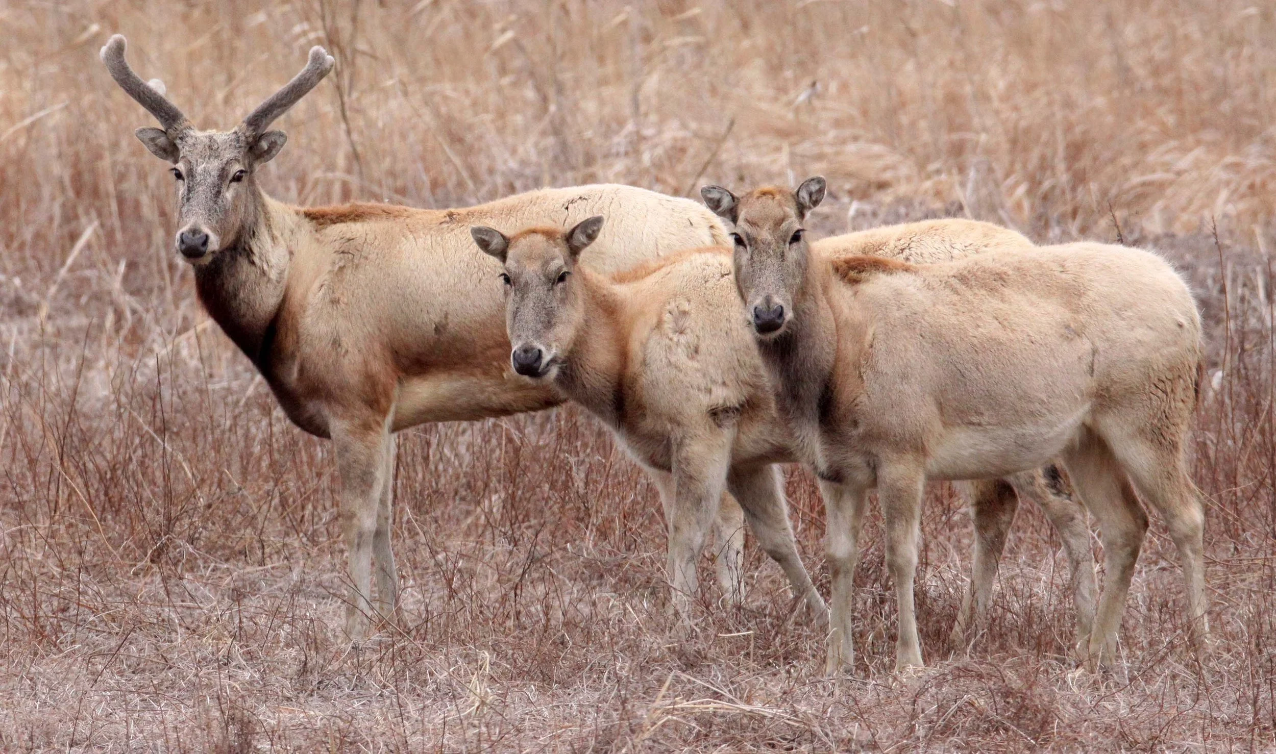 Pere David’s Deer (Elaphurus davidianus) — Coke Smith Wildlife