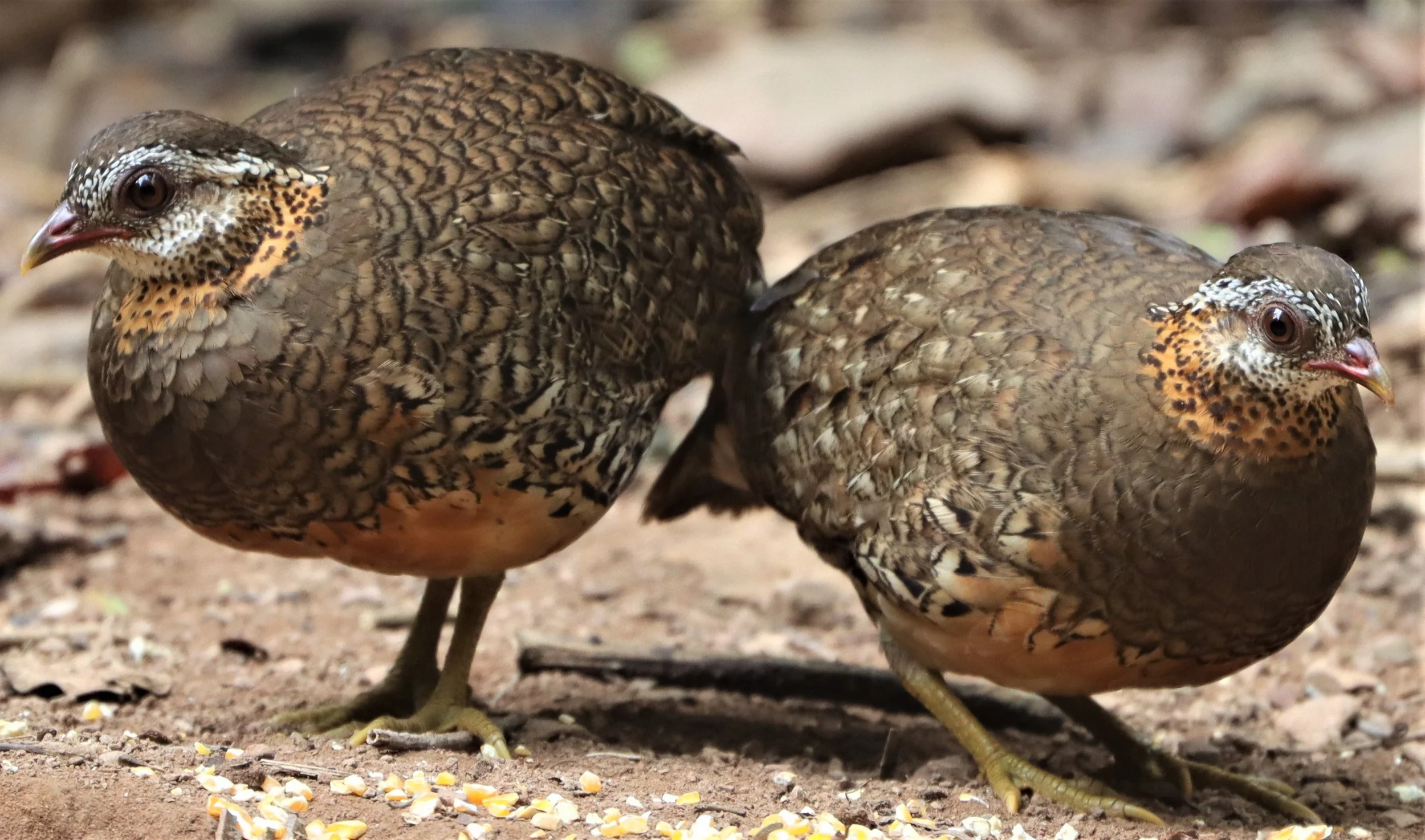 Green-legged Partridge (Tropicoperdix chloropus — Coke Smith Wildlife