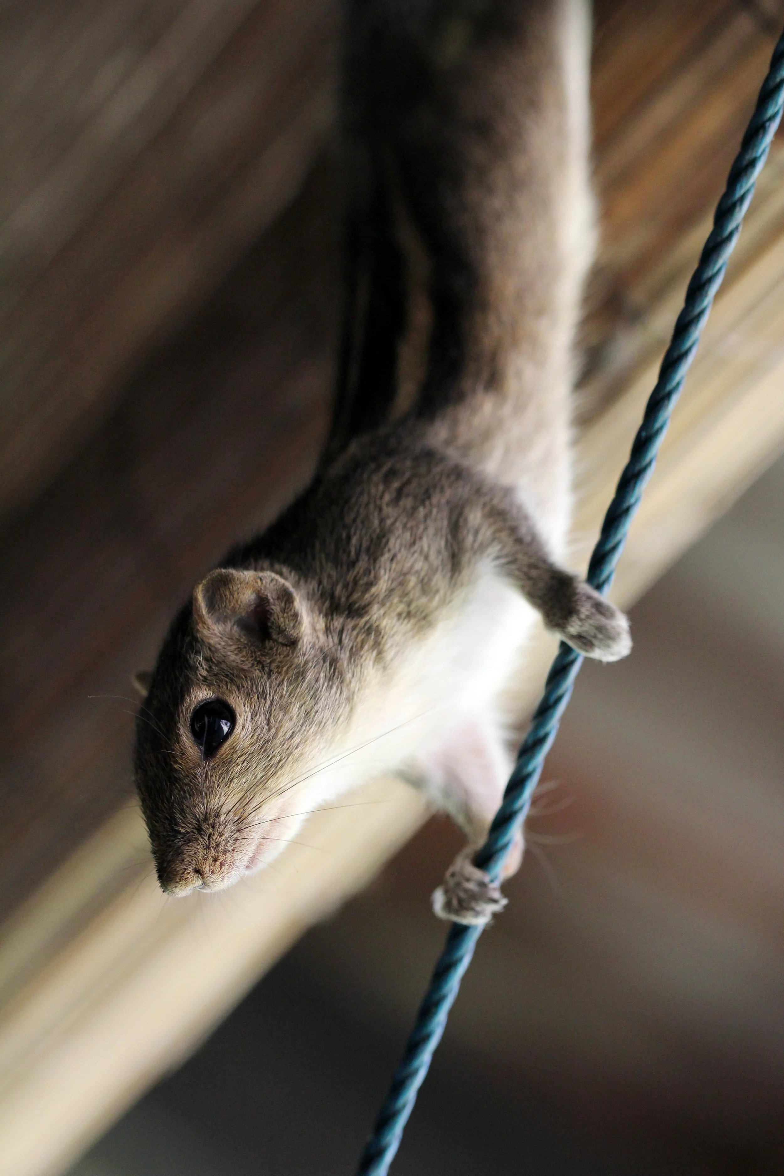 Genus Funambulus - Palm Squirrel — Coke Smith Wildlife
