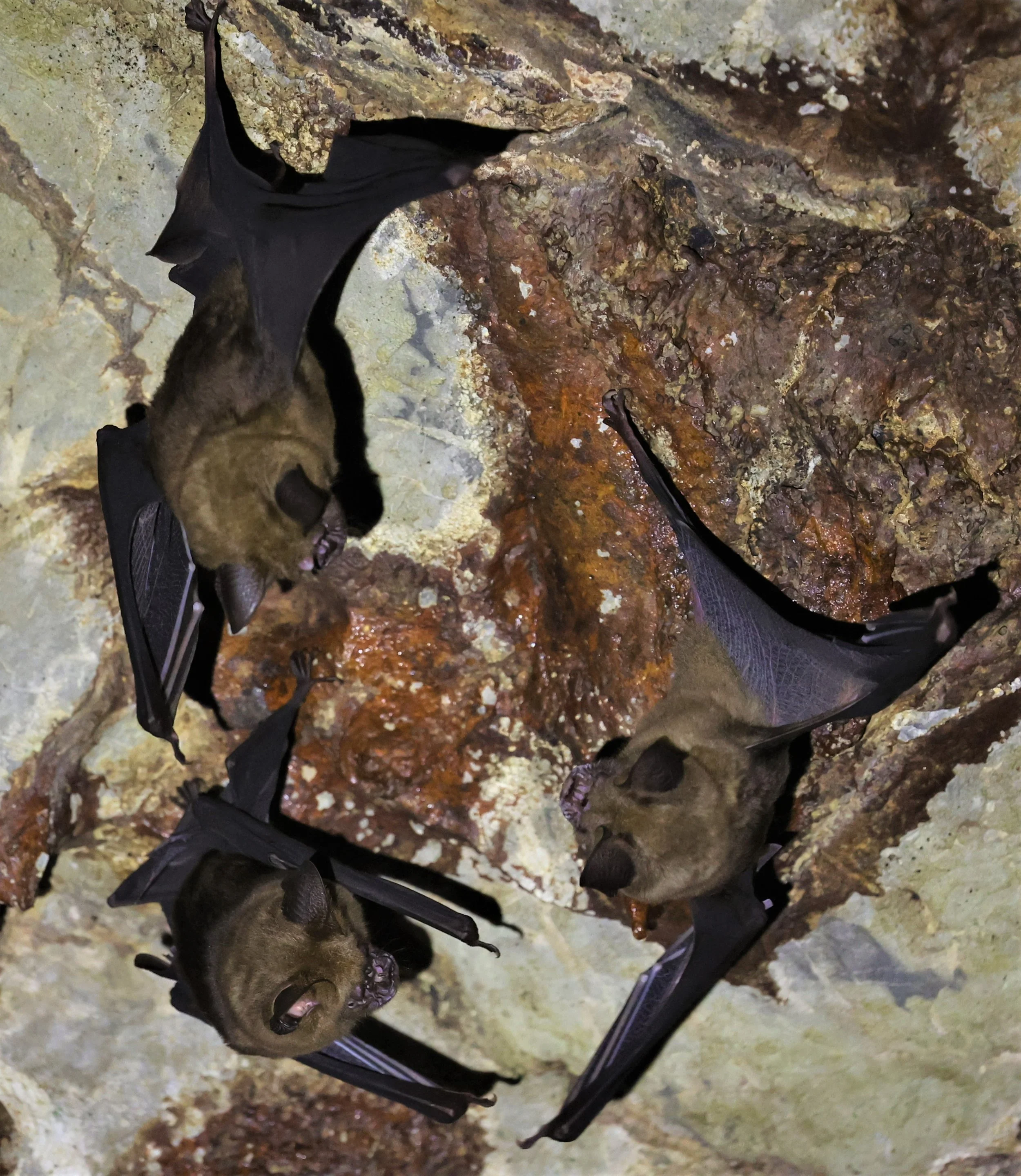 Hipposideros pendlebury - Pendlebury's Roundleaf Bat — Coke Smith Wildlife