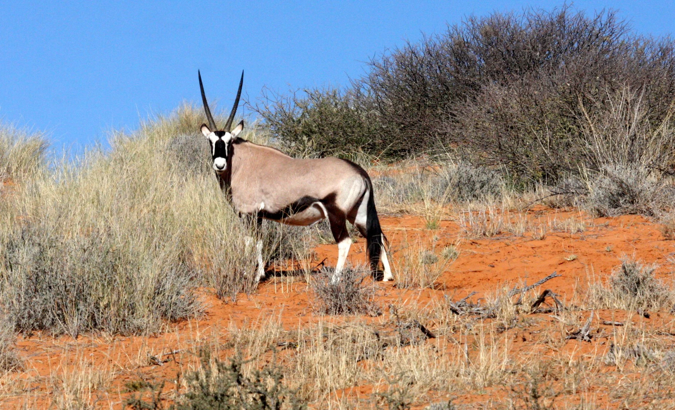 Genus Oryx gazella Gemsbok — Coke Smith Wildlife