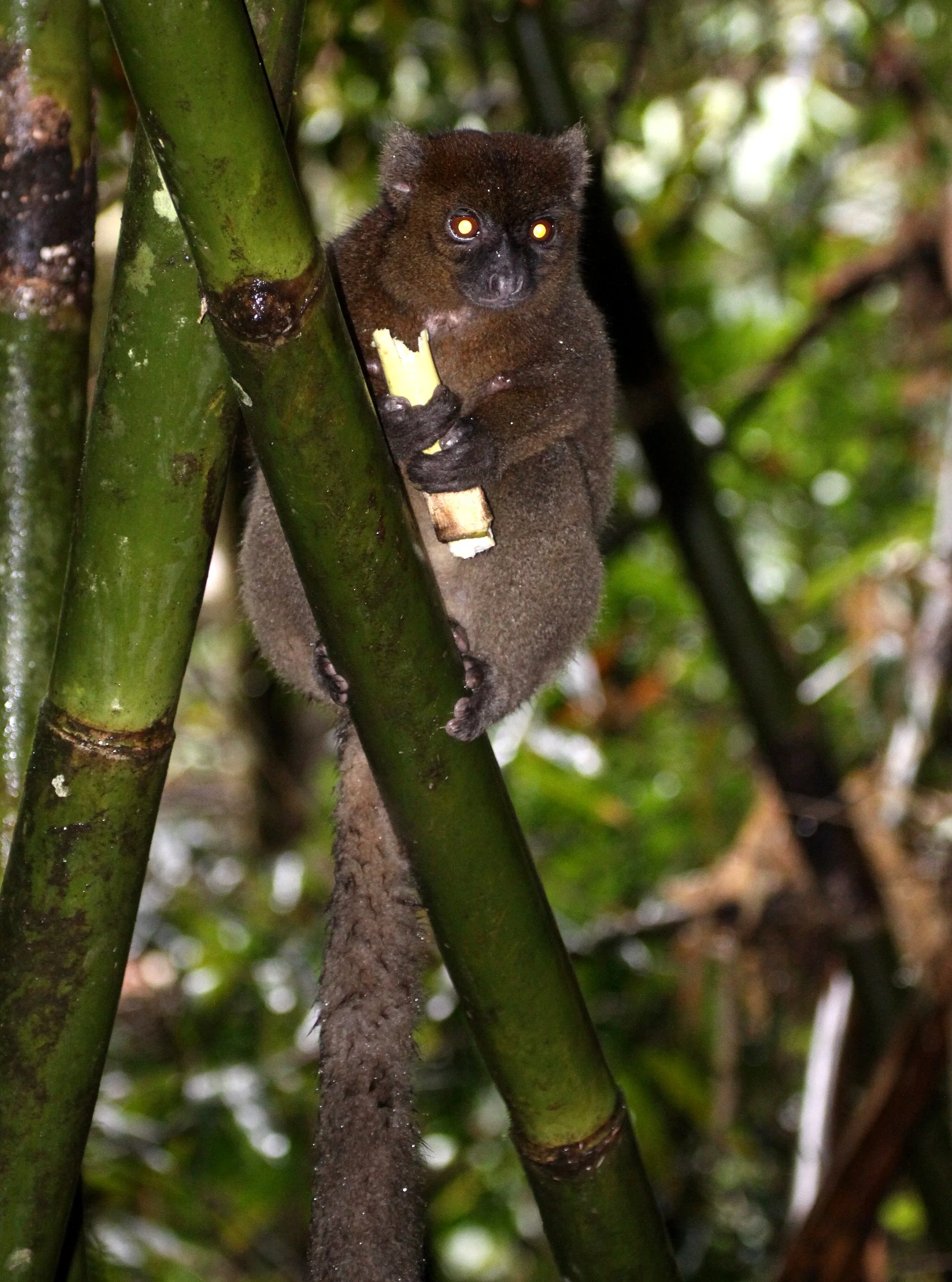 Prolemur simus Greater Bamboo Lemur — Coke Smith Wildlife