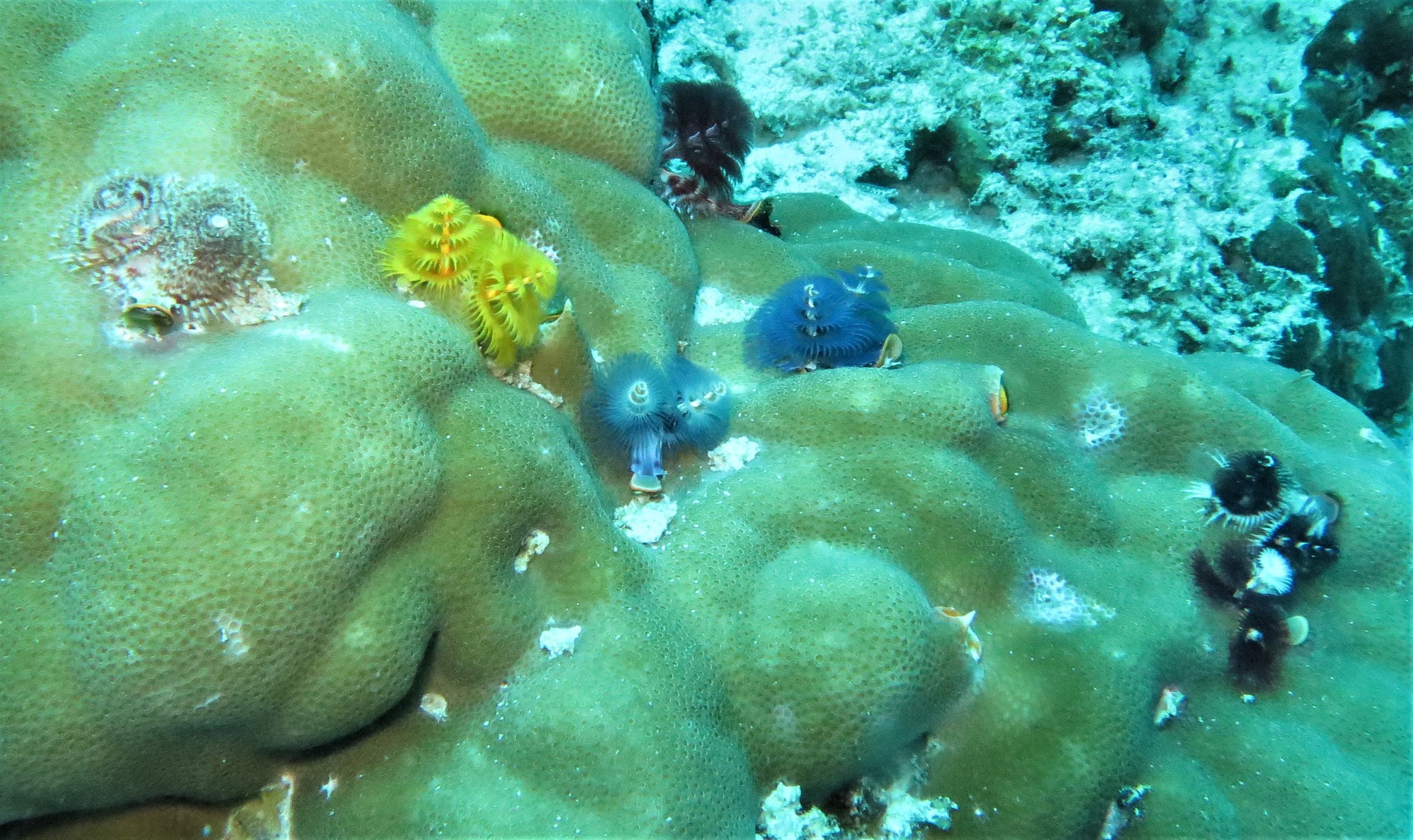 Phylum Annelida & Other Worms — Coke Smith Wildlife