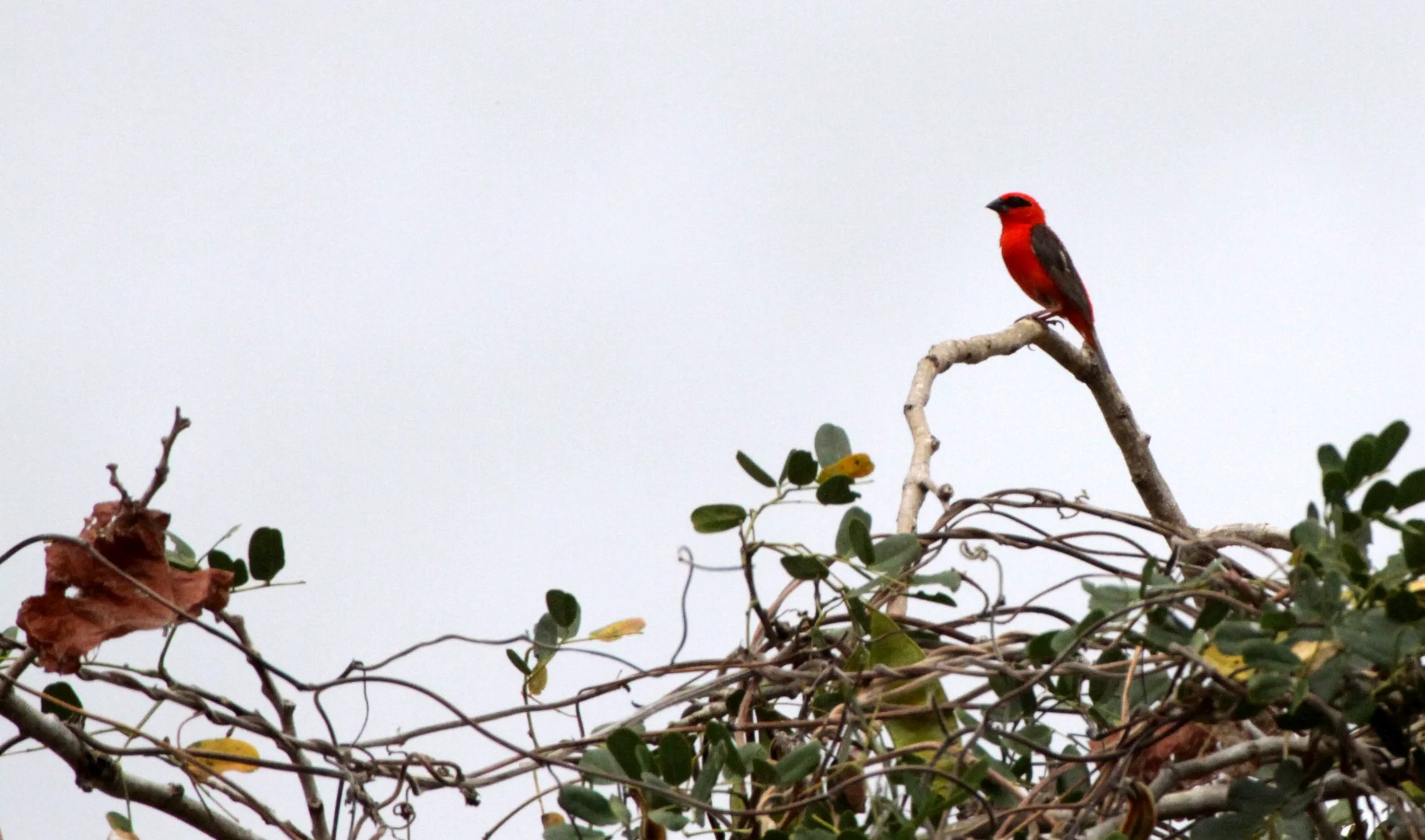 Red Fody (Foudia madagascariensis) Ankarana NP Madagascar — Coke Smith ...
