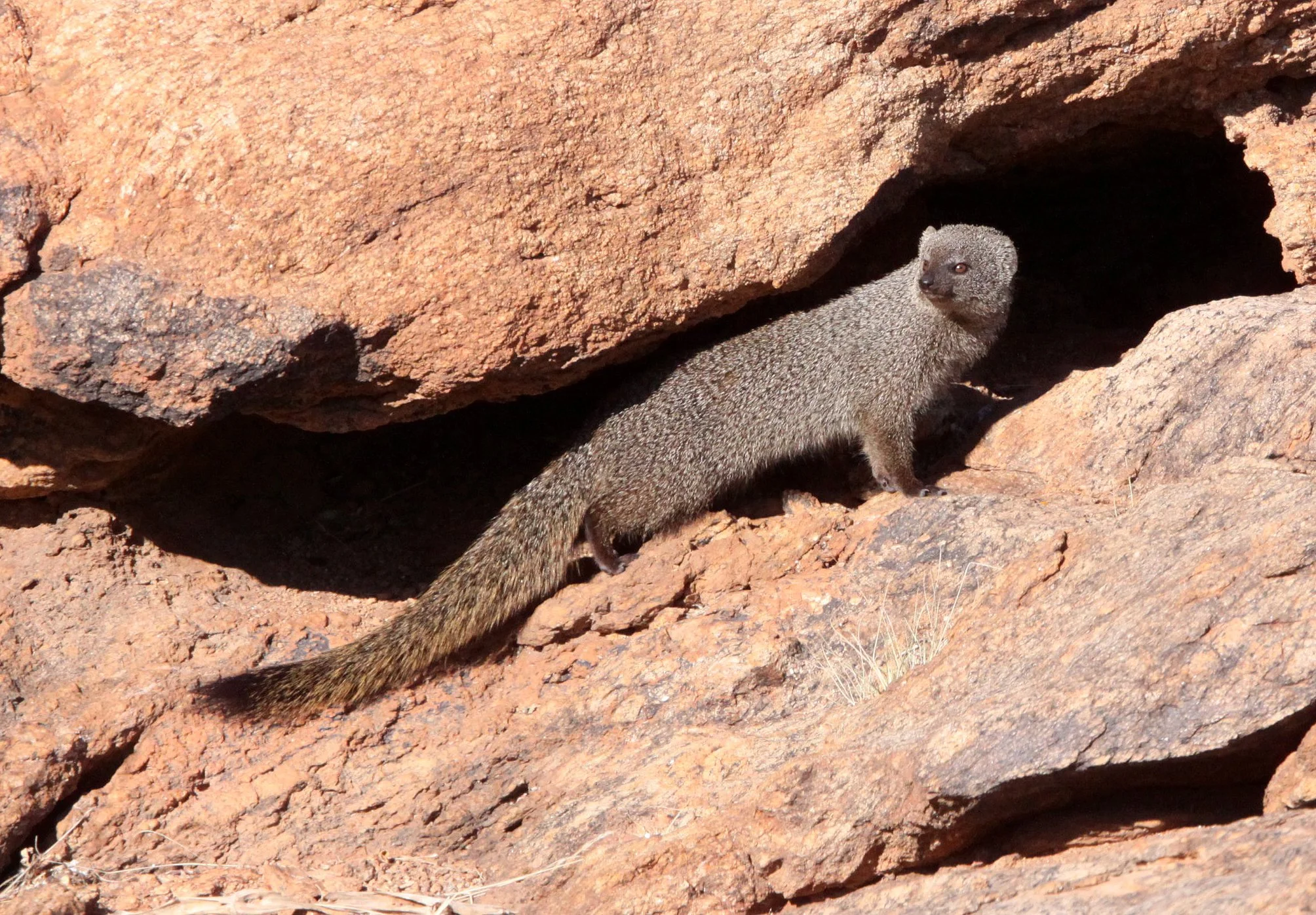Herpestidae - Mongoose — Coke Smith Wildlife