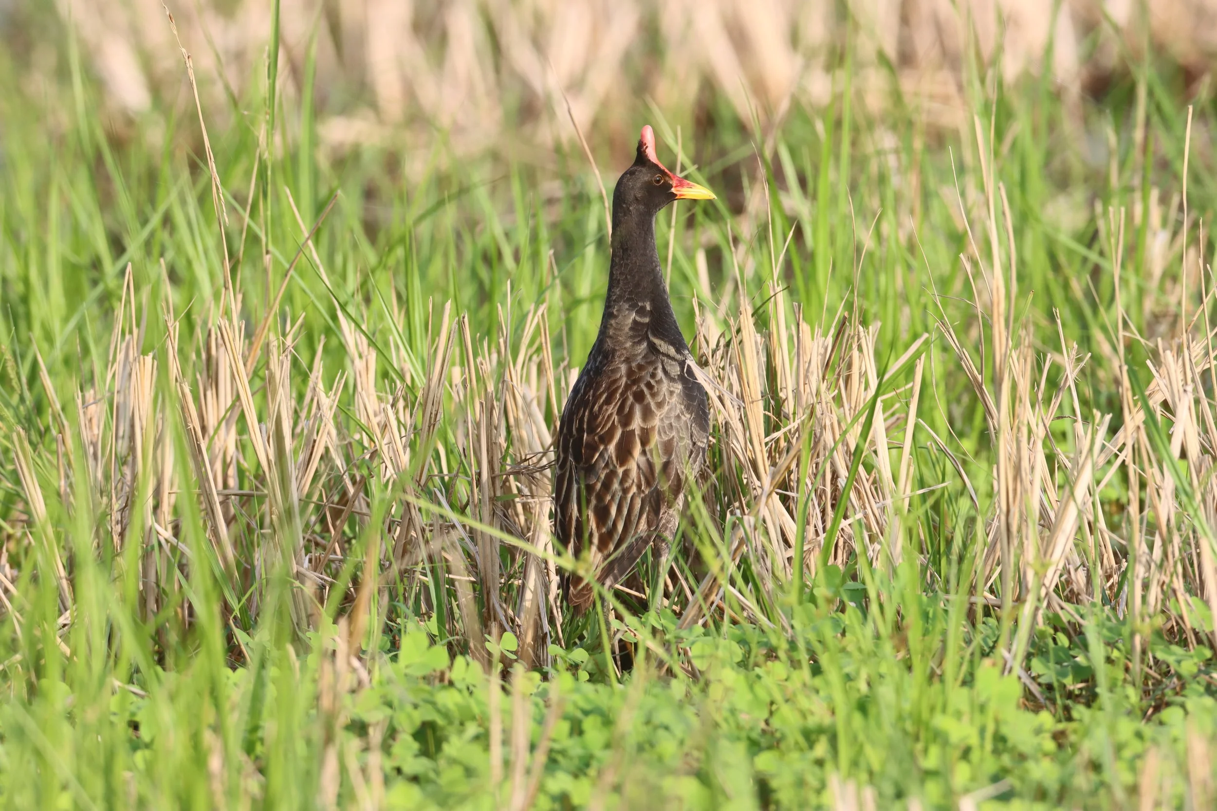 Watercock (Gallicrex cinerea) Thap Yao Rice Fields Lat Krabang Bangkok ...