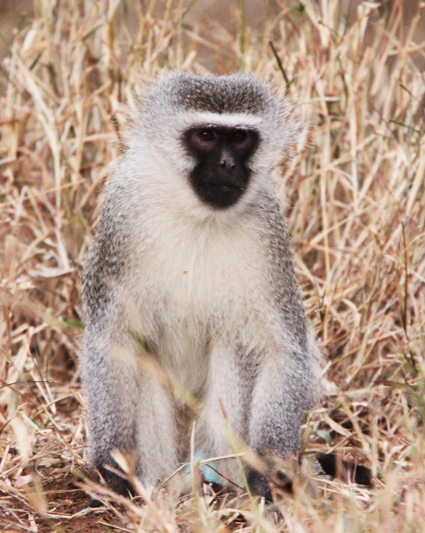 Chlorocebus pygerythrus Vervet Monkey — Coke Smith Wildlife