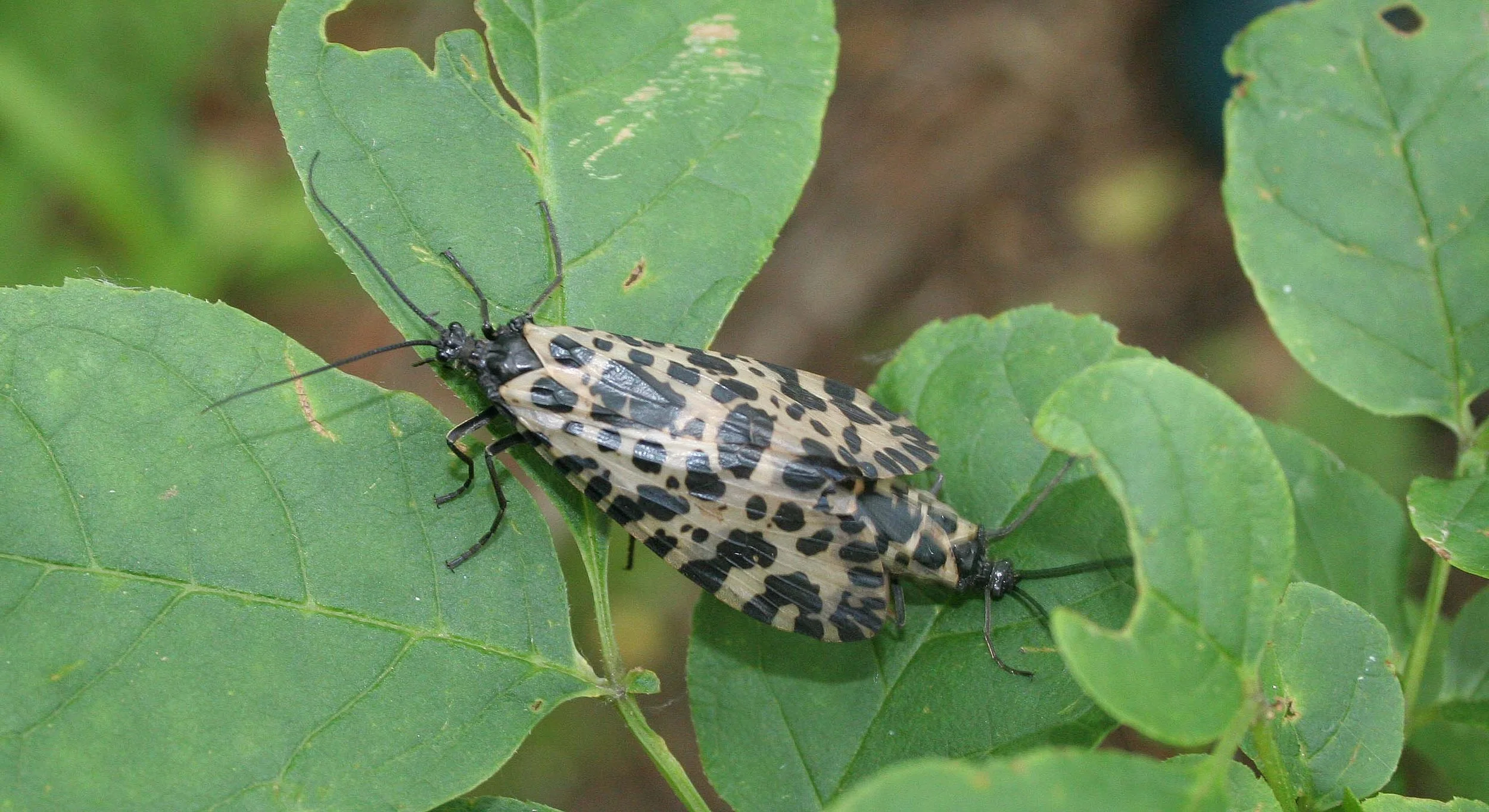Order Trichoptera - Caddisflies — Coke Smith Wildlife