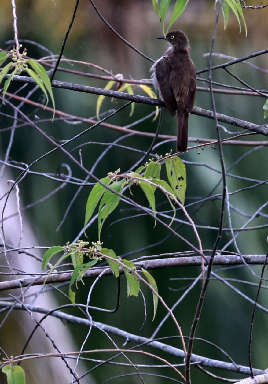 Cream-eyed Bulbul (Pycnonotus simplex) Hala Bala National Wildlife ...