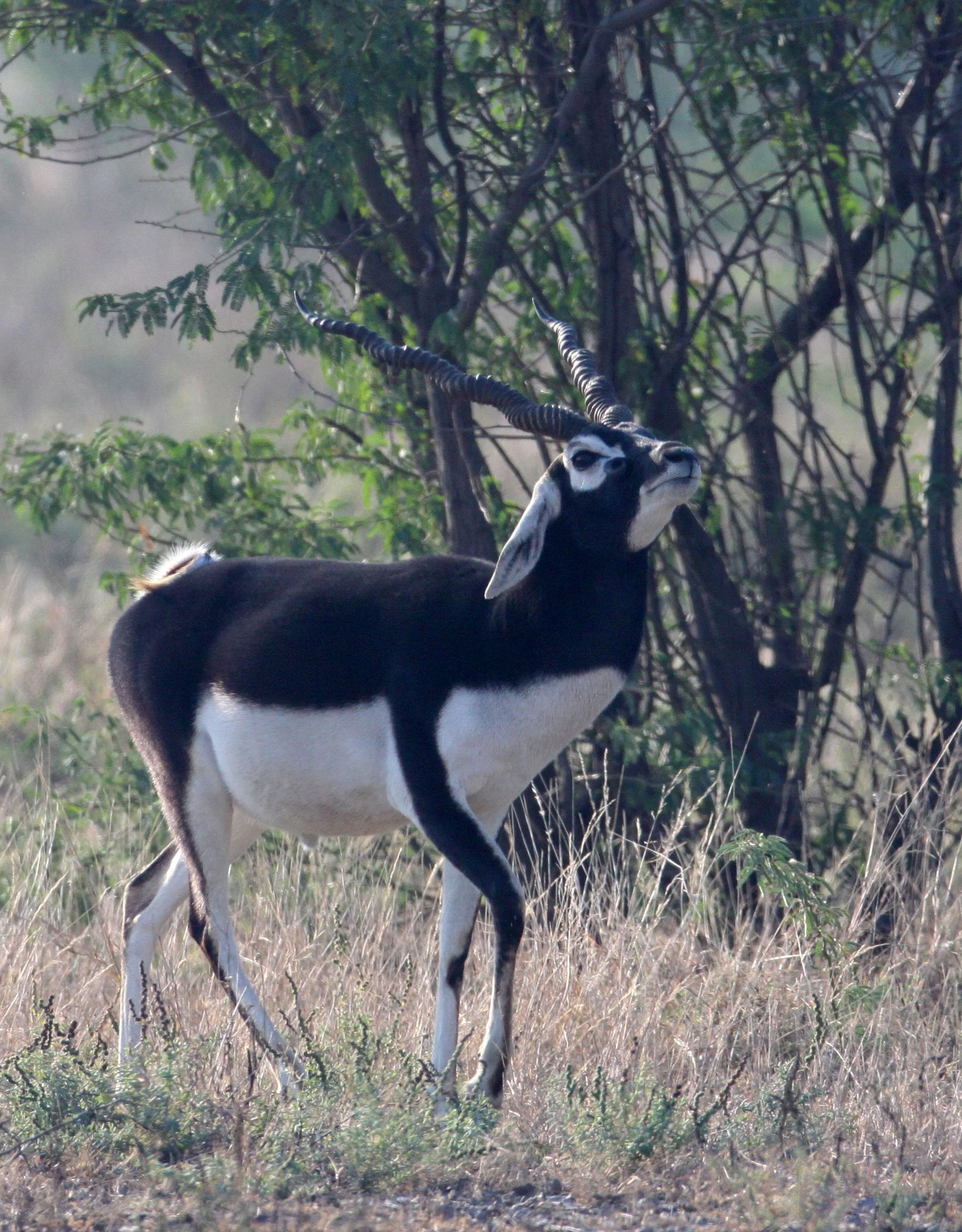 Antilope cervicapra Blackbuck — Coke Smith Wildlife
