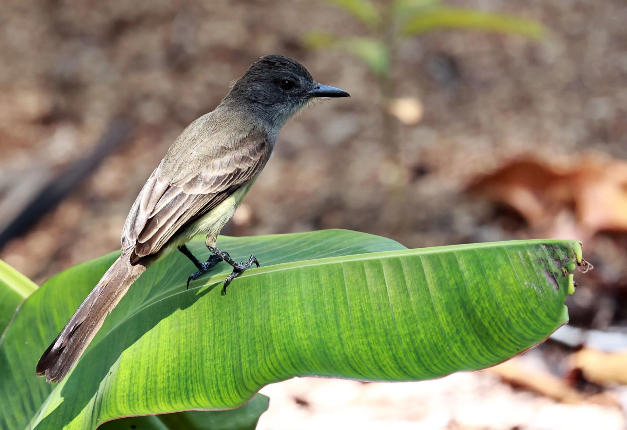 Birds of Manaus & Rio Ariau & Rio Negro, Brazil — Coke Smith Wildlife