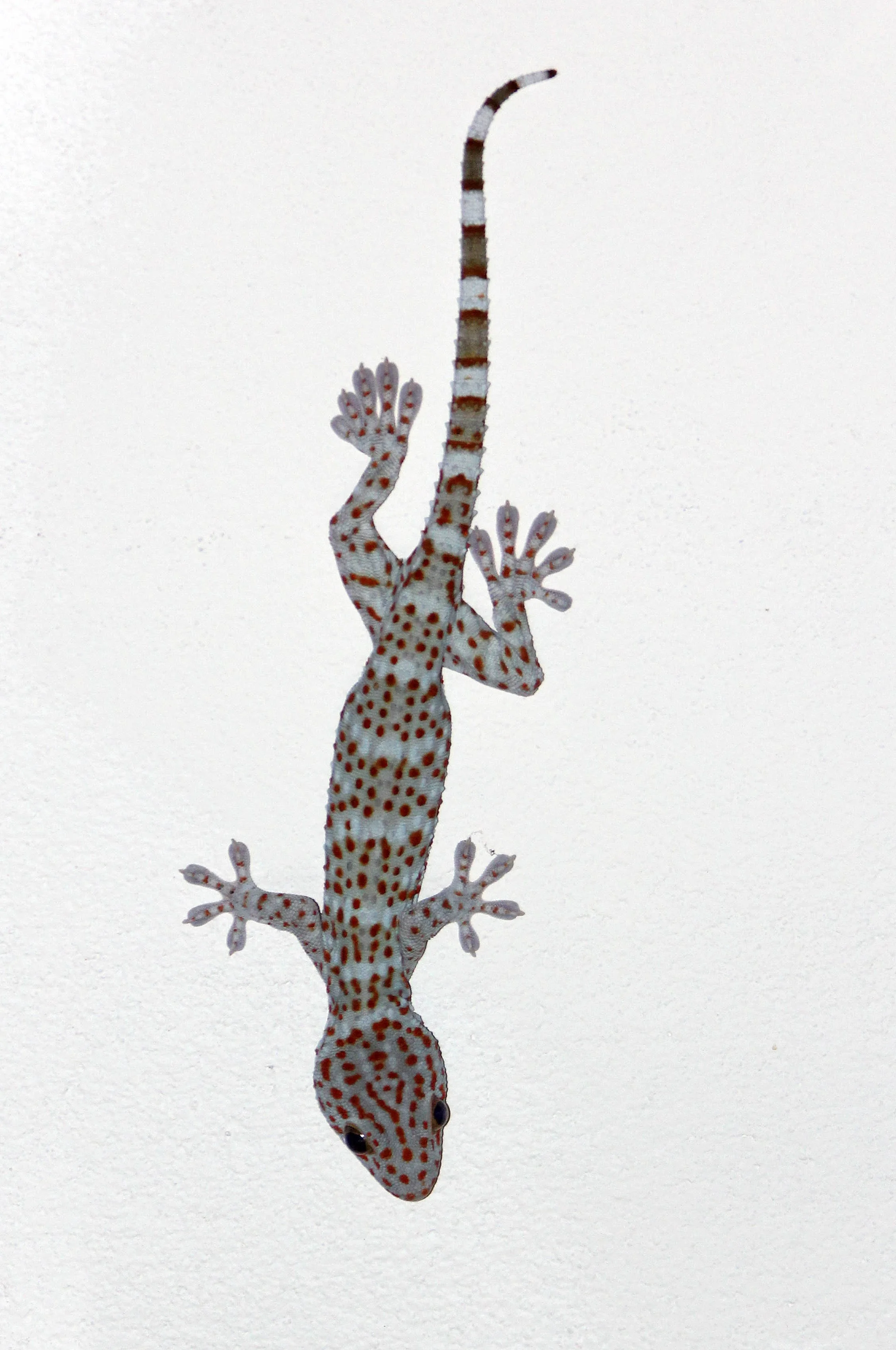 Family Gekkonidae - Geckos — Coke Smith Wildlife