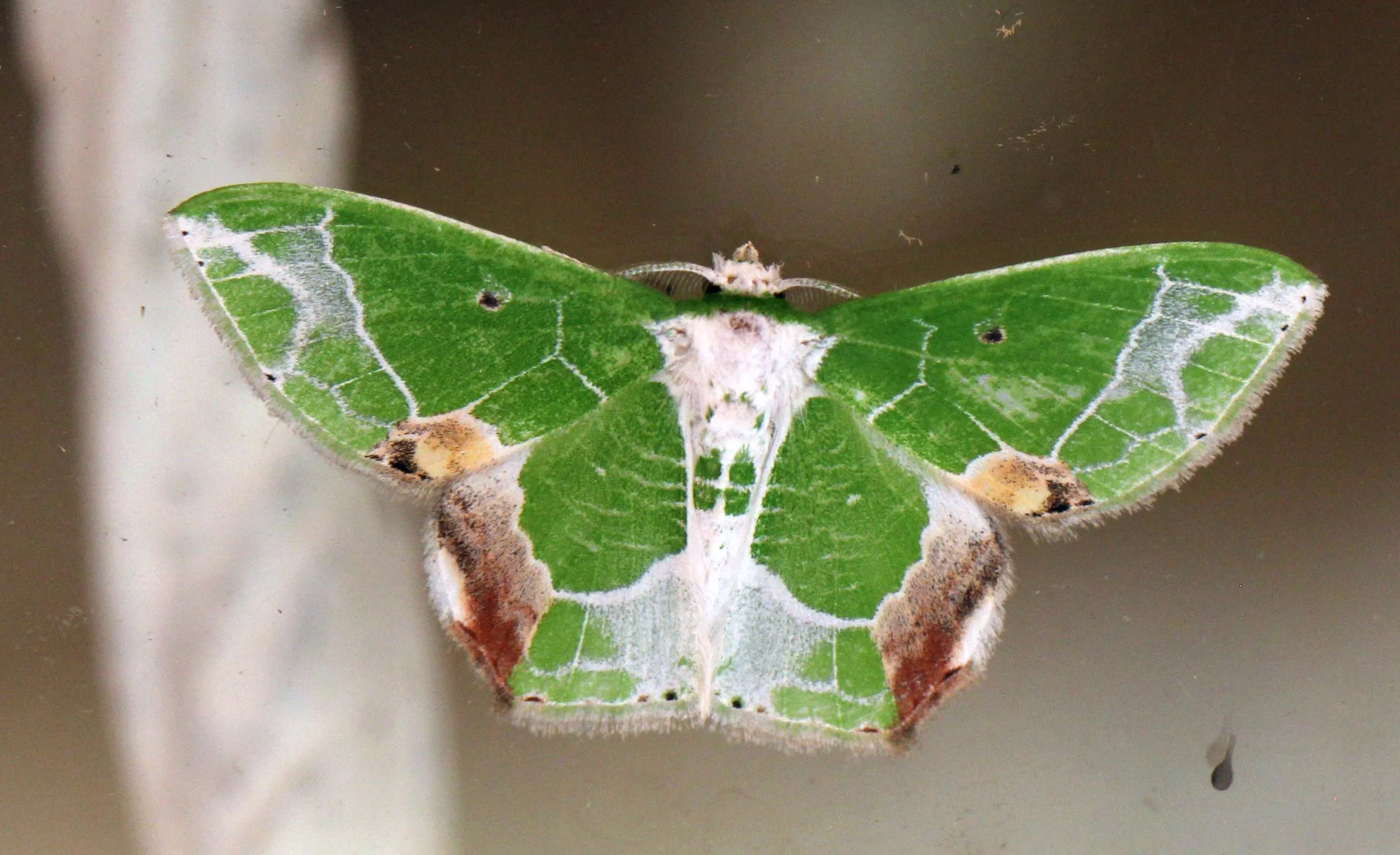 Family Geometridae - Geometer Moths — Coke Smith Wildlife
