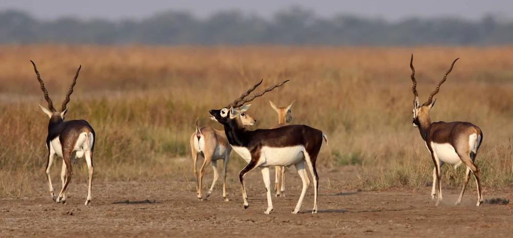 Antilope cervicapra Blackbuck — Coke Smith Wildlife