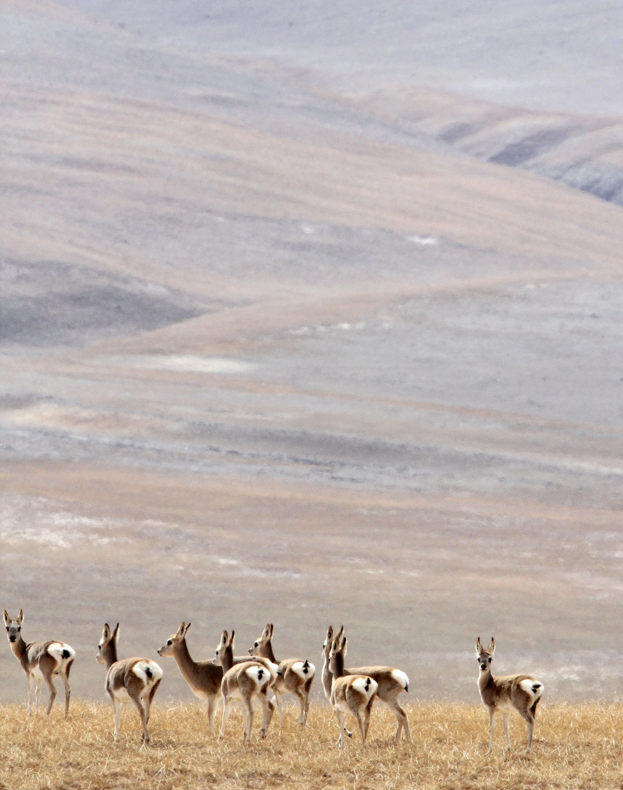 Procapra picticaudata Tibetan Gazelle — Coke Smith Wildlife