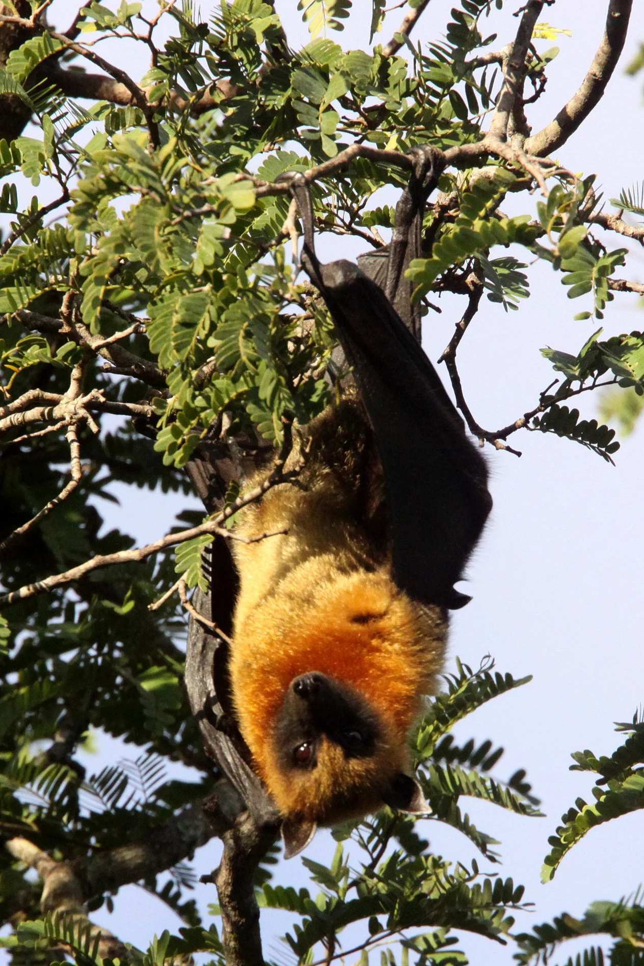 Pteropus rufus - Madagascar Flying Fox — Coke Smith Wildlife