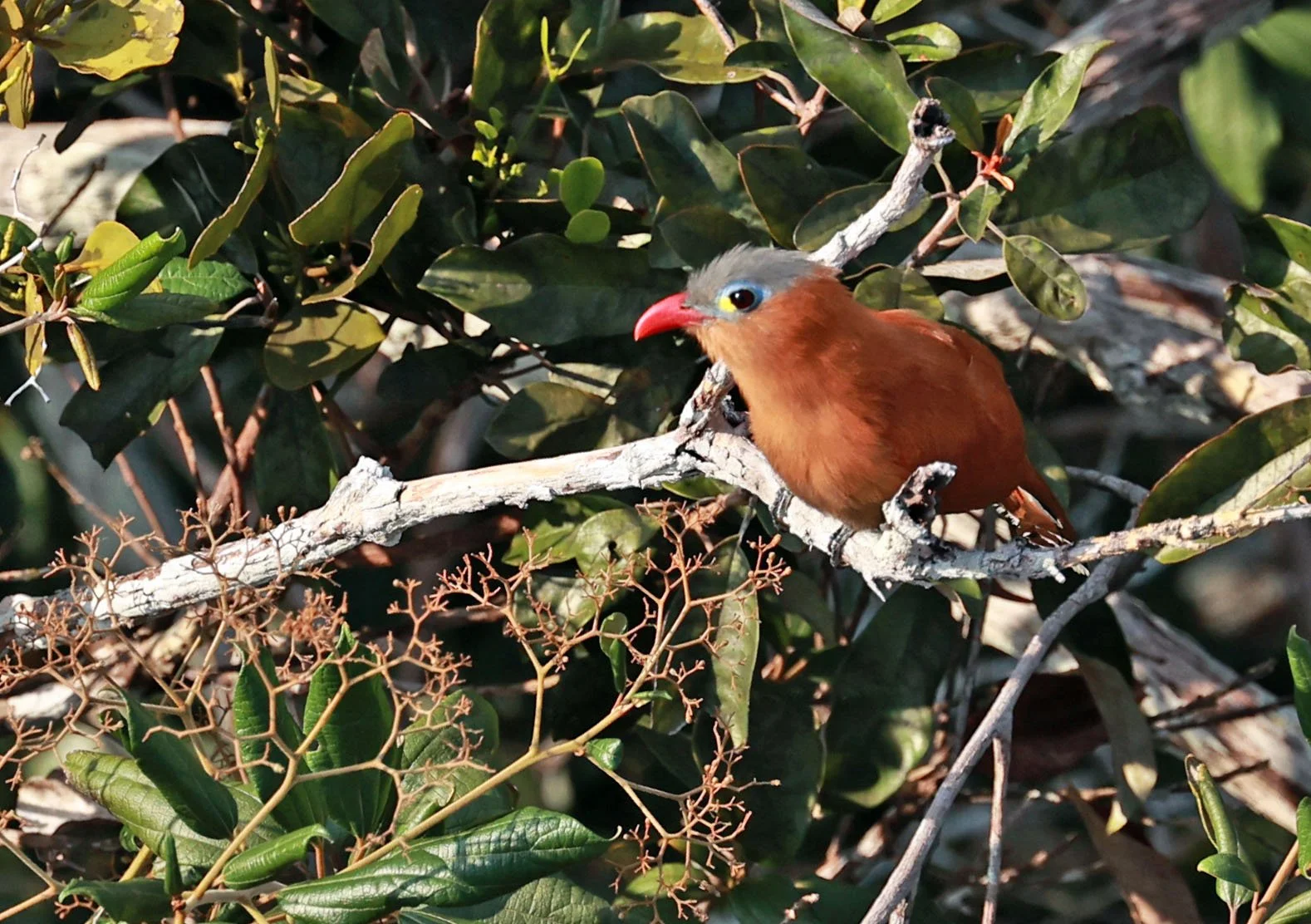 Birds of Manaus & Rio Ariau & Rio Negro, Brazil — Coke Smith Wildlife