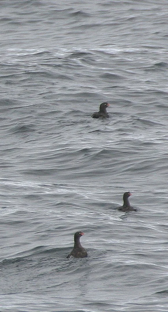 Genus Aethia, Auklets — Coke Smith Wildlife