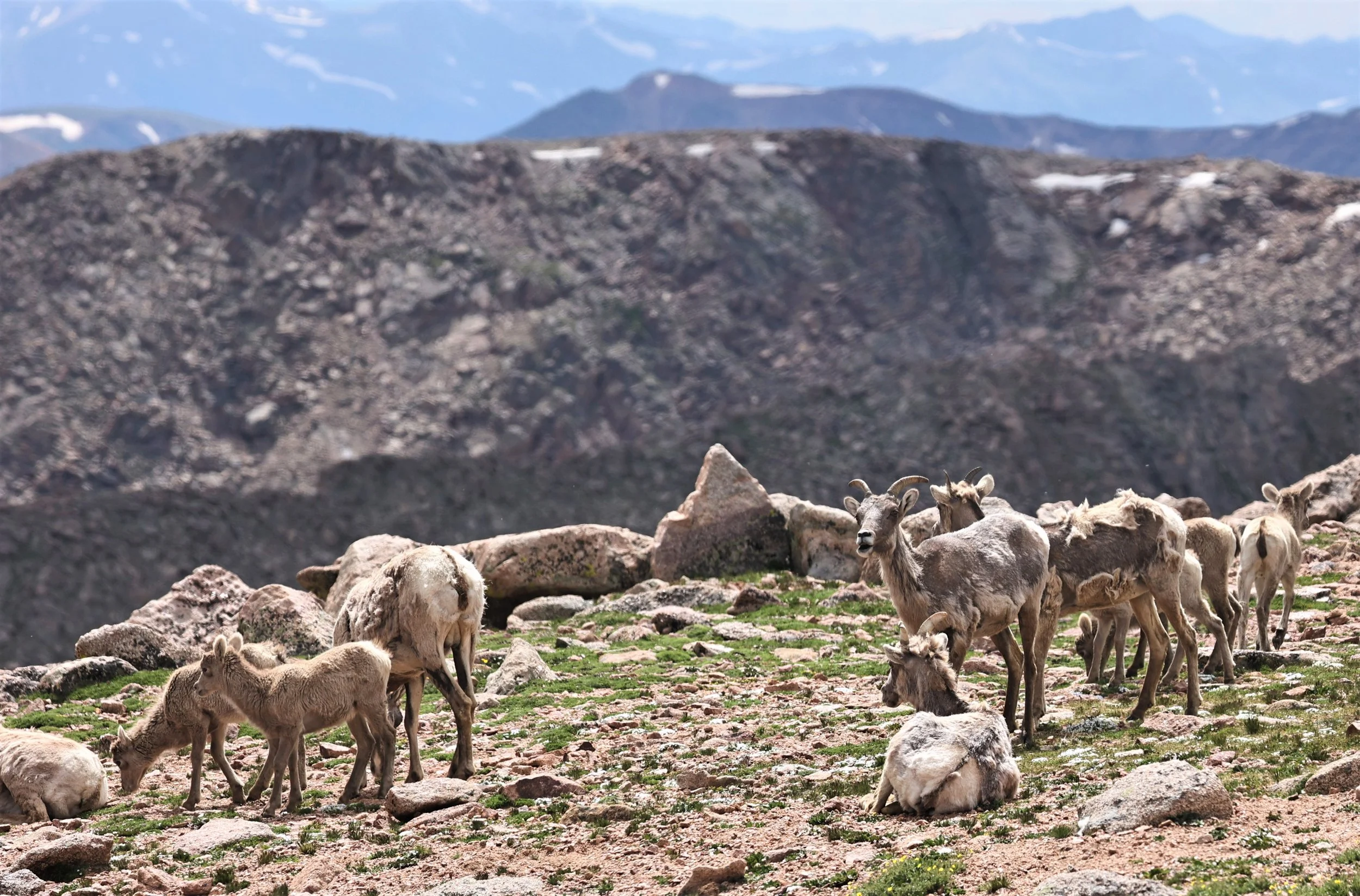 Genus Ovis Bighorn Sheep — Coke Smith Wildlife