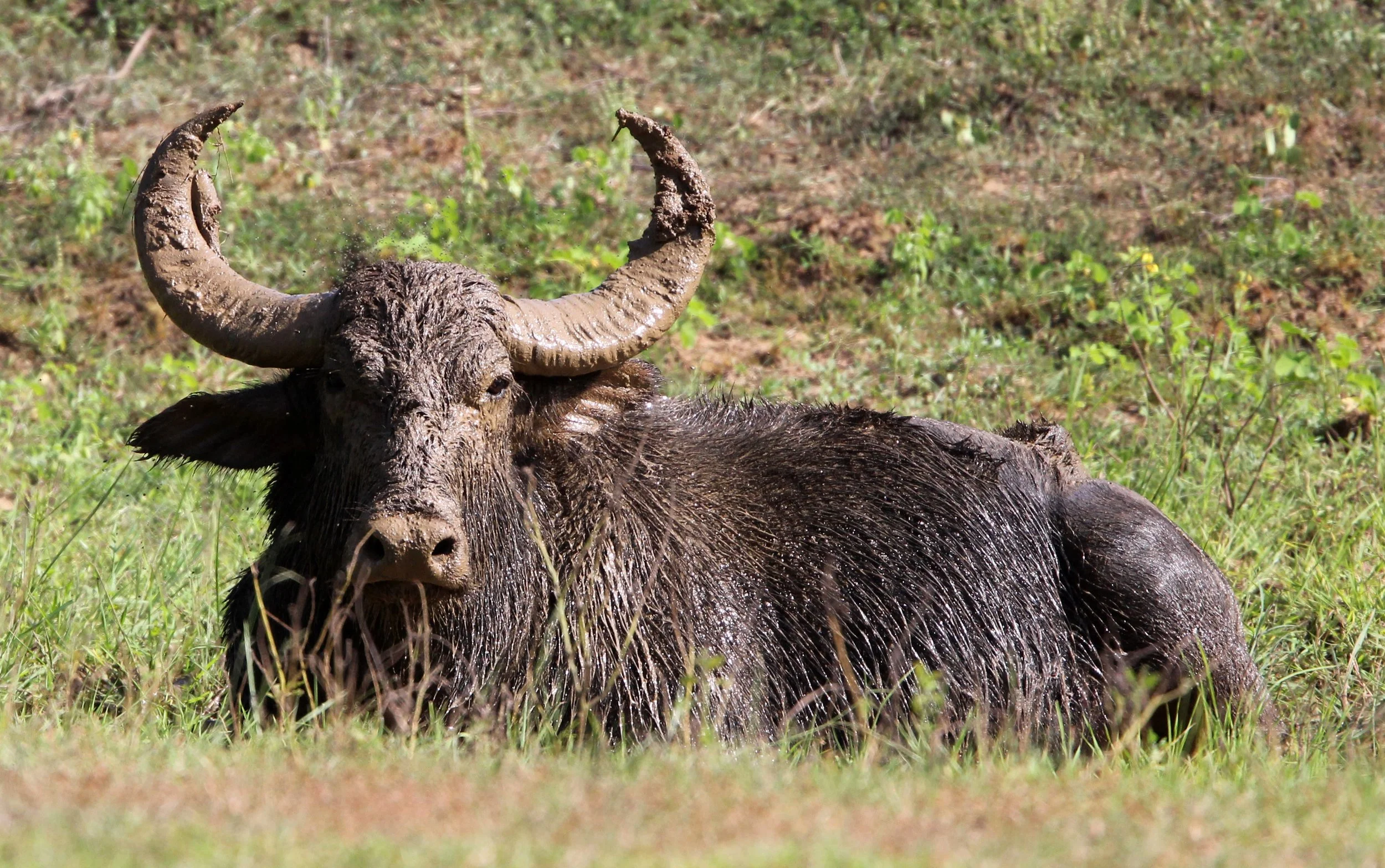 Genus Bubalus Water Buffalo — Coke Smith Wildlife