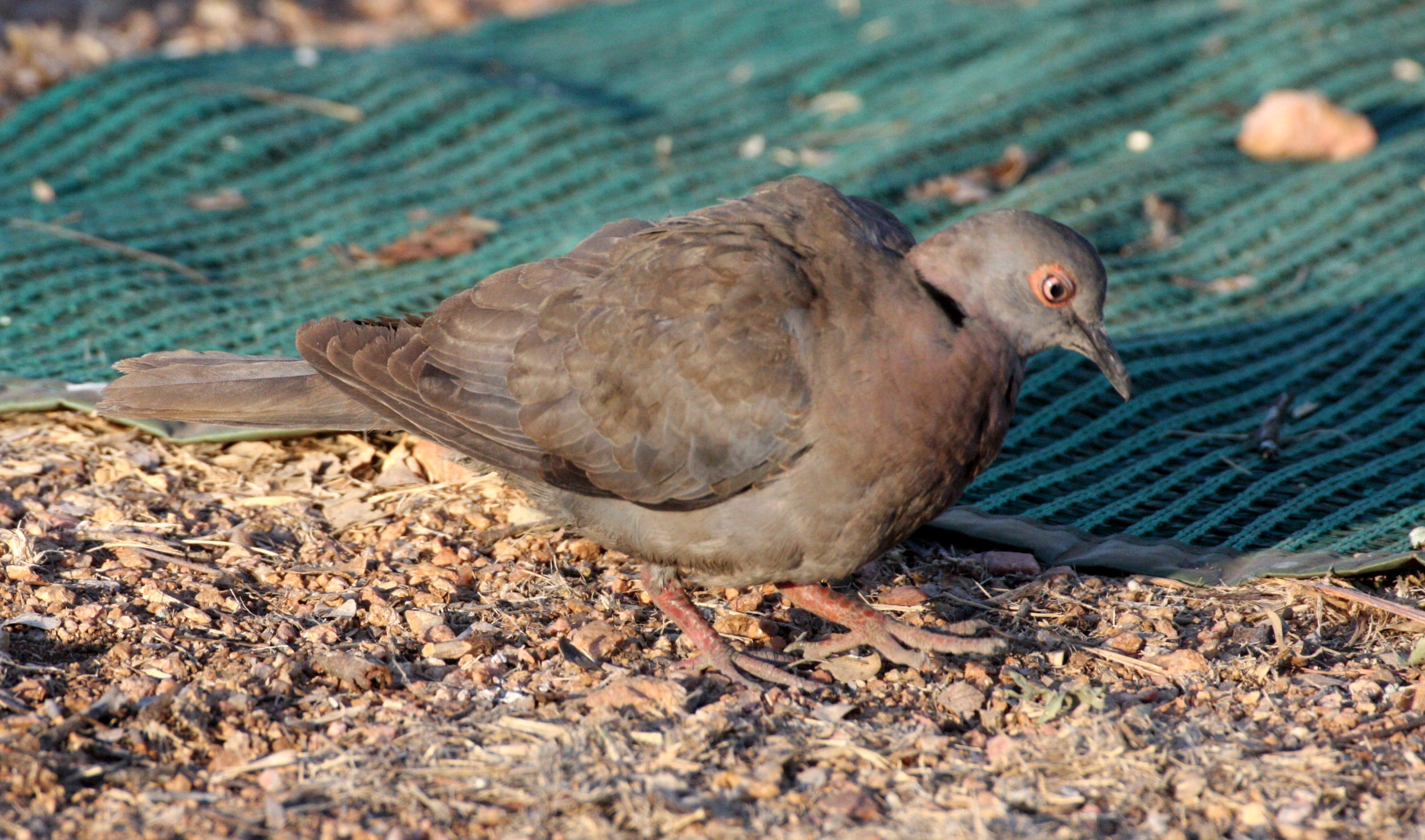 Genus Streptopelia Mourning & Turtle Doves — Coke Smith Wildlife