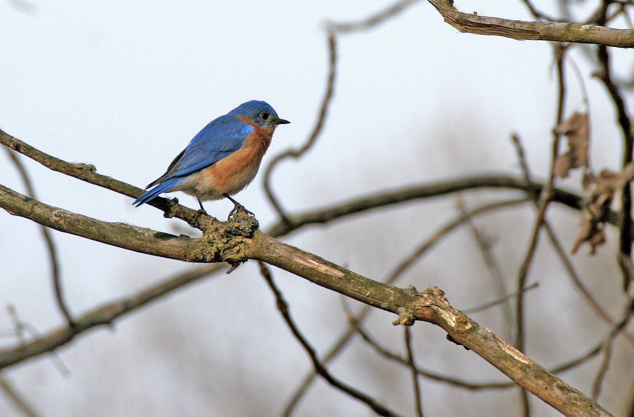 Genus Sialia Bluebirds — Coke Smith Wildlife