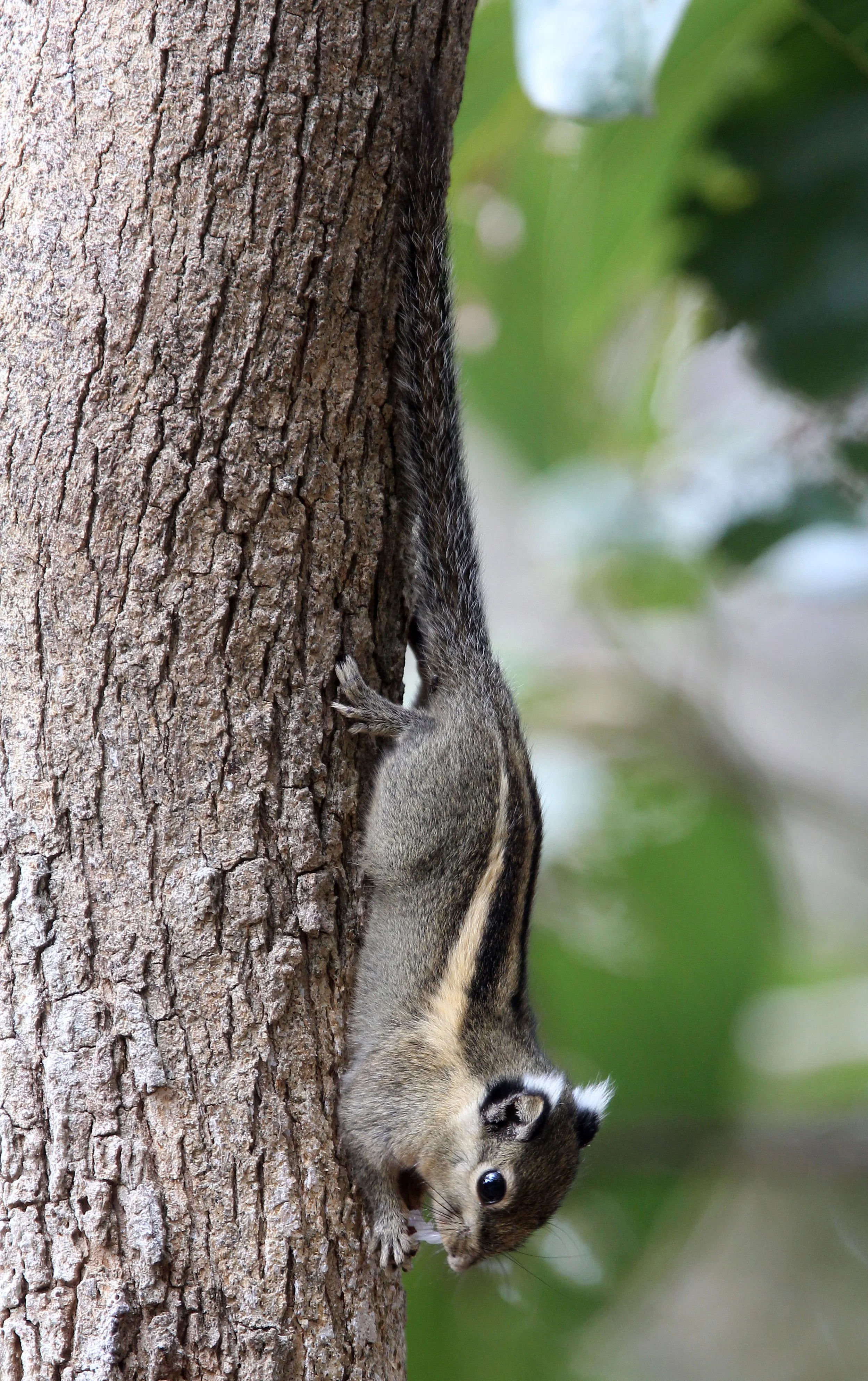 Genus Tamiops Asiatic Striped Squirrels — Coke Smith Wildlife