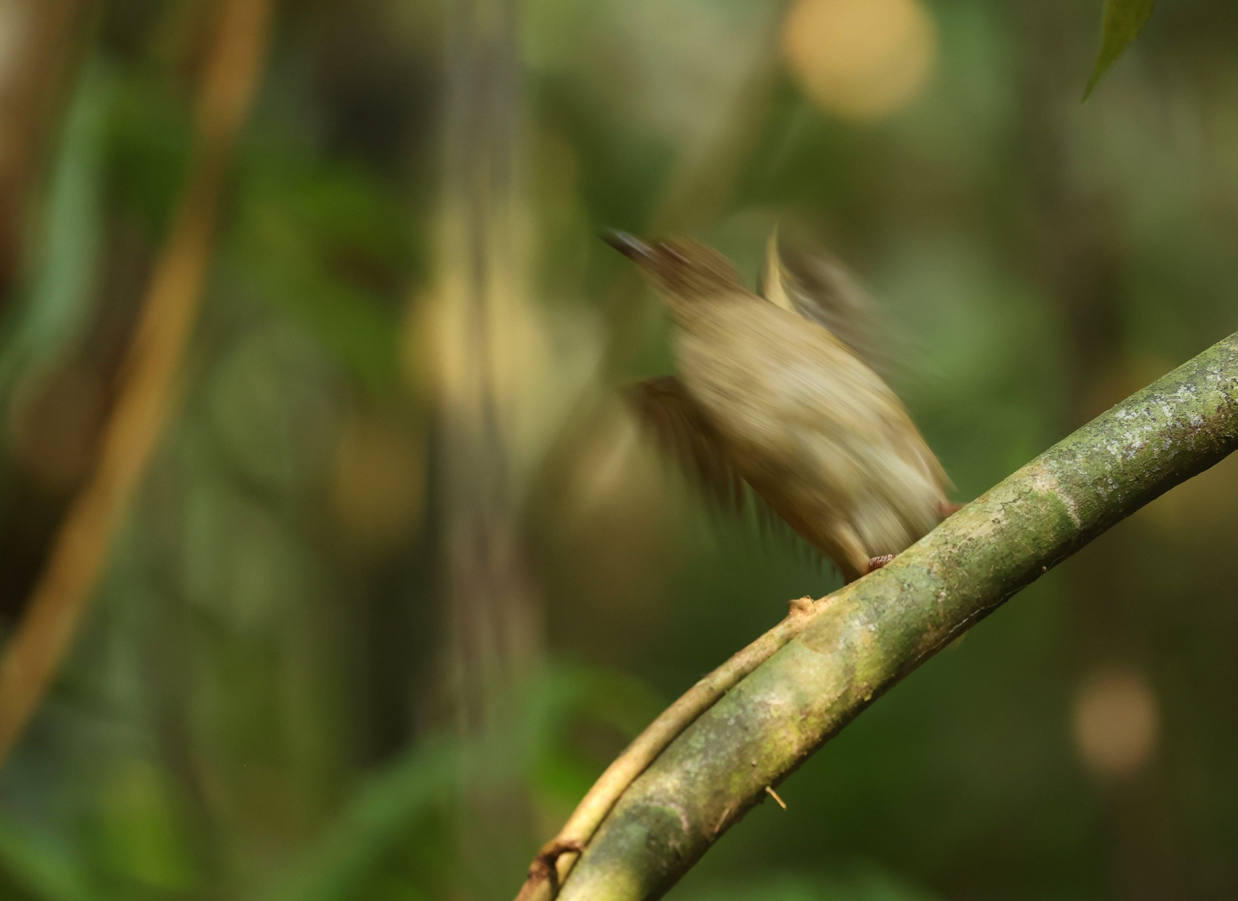 Red-eyed Bulbul (Pycnonotus brunneus) Southern Thailand — Coke Smith ...