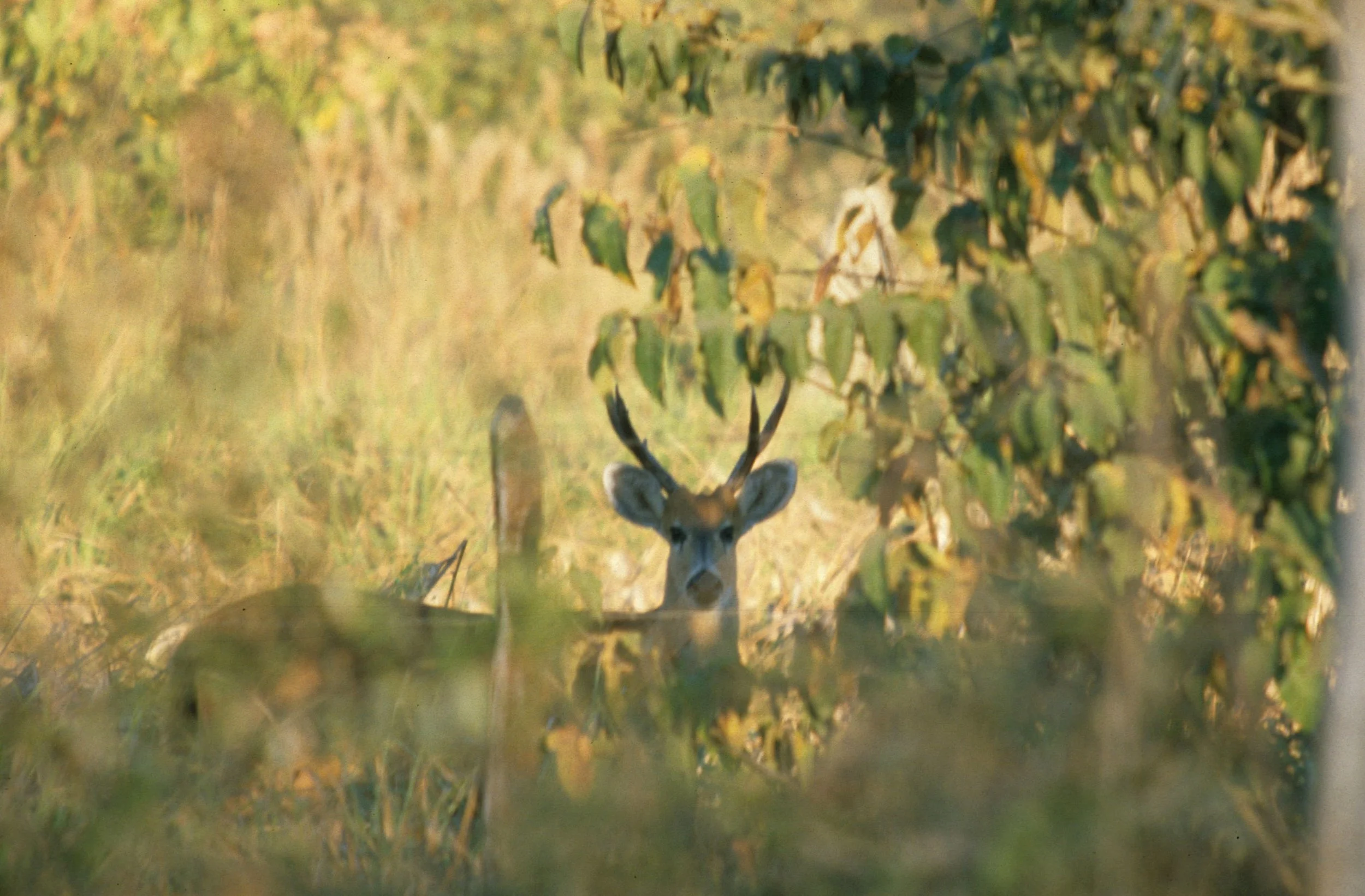Tribe Odocoileini the Deer — Coke Smith Wildlife