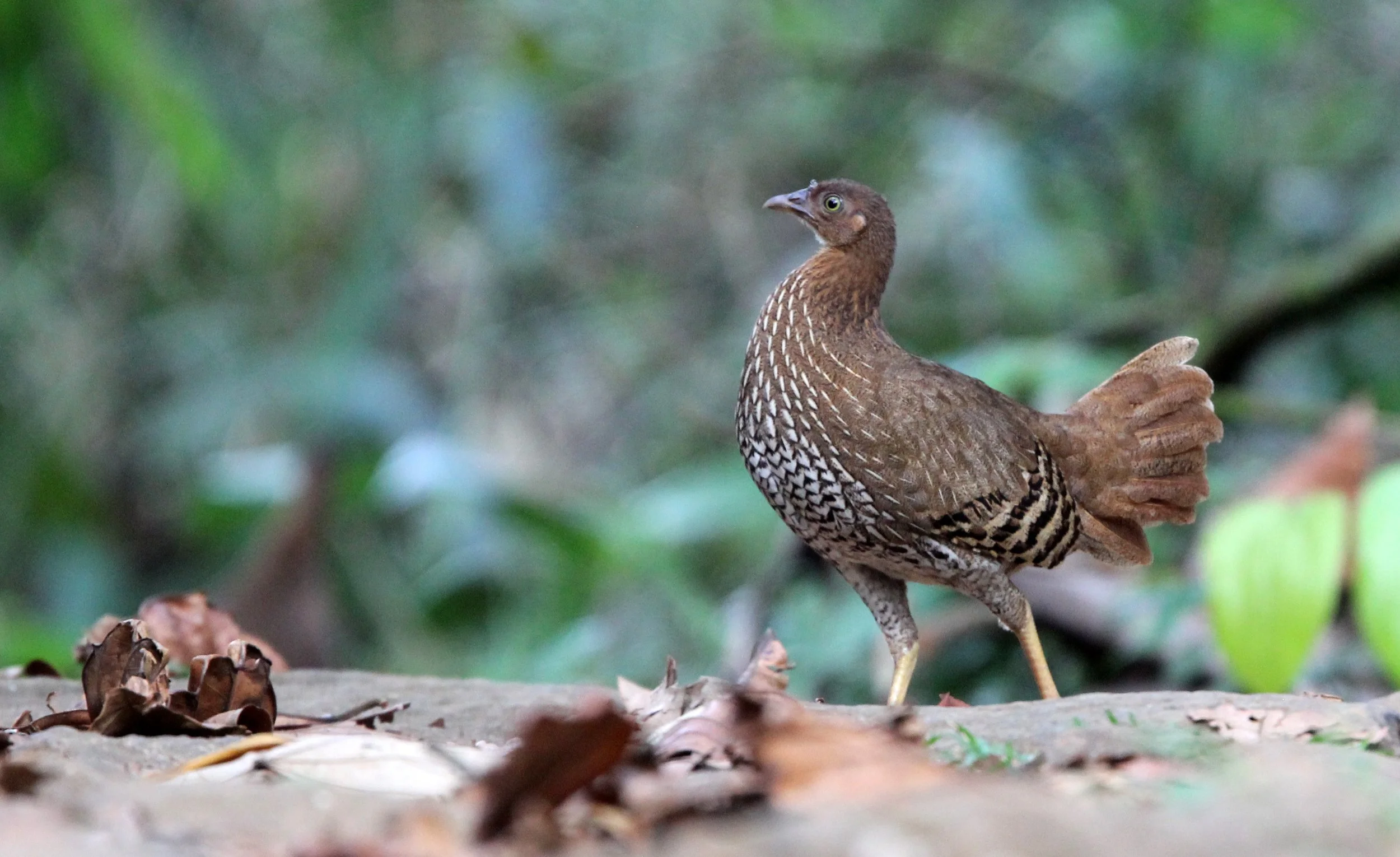 Genus Gallus, Jungle Fowl — Coke Smith Wildlife