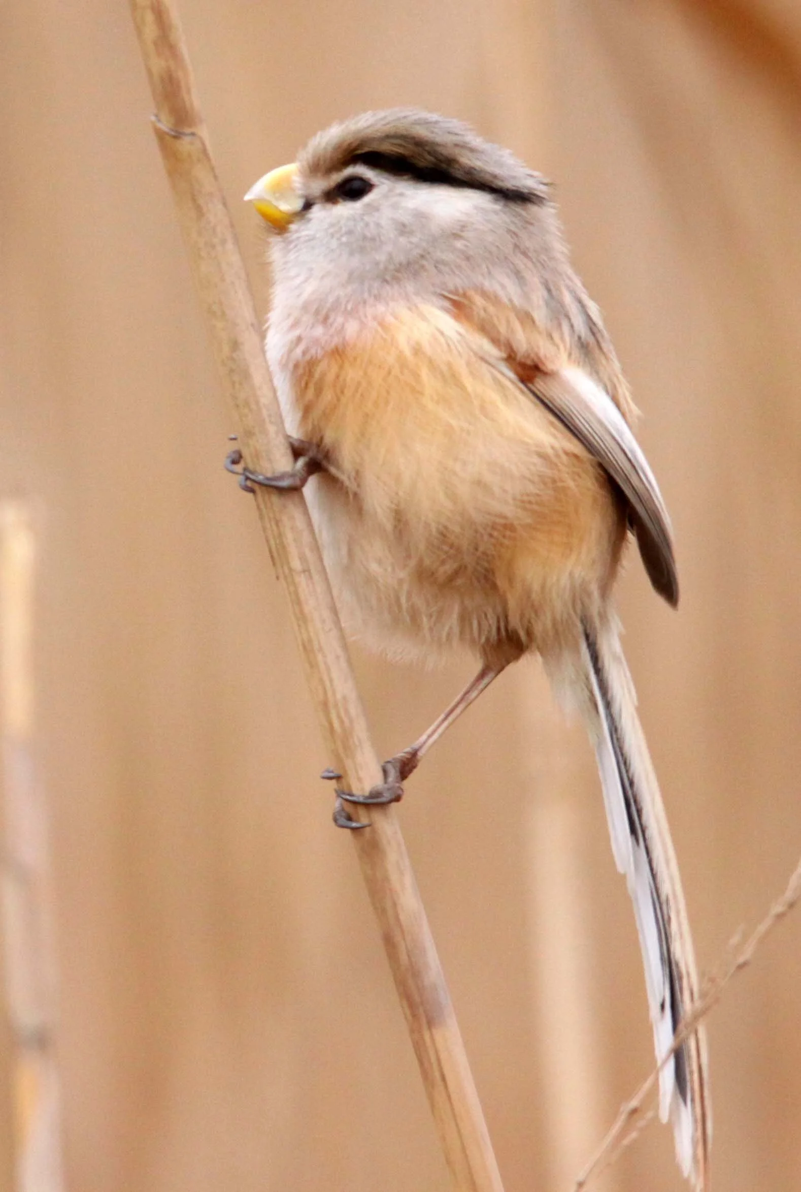 Family Paradoxornithidae, Parrotbills — Coke Smith Wildlife
