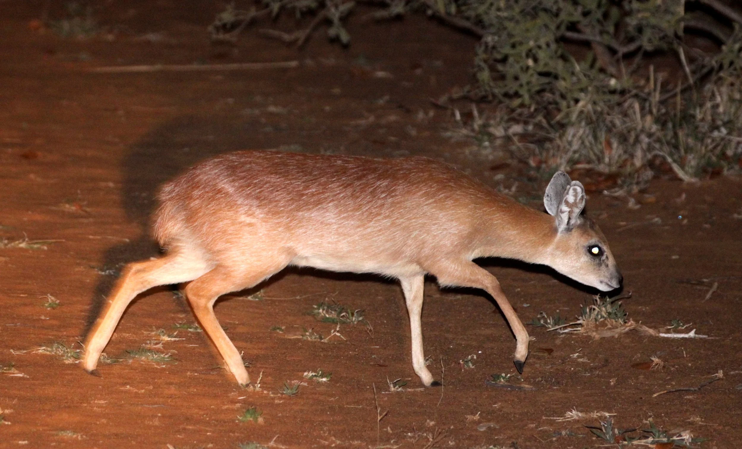 Genus Raphicerus Grysbok & Steenbok — Coke Smith Wildlife