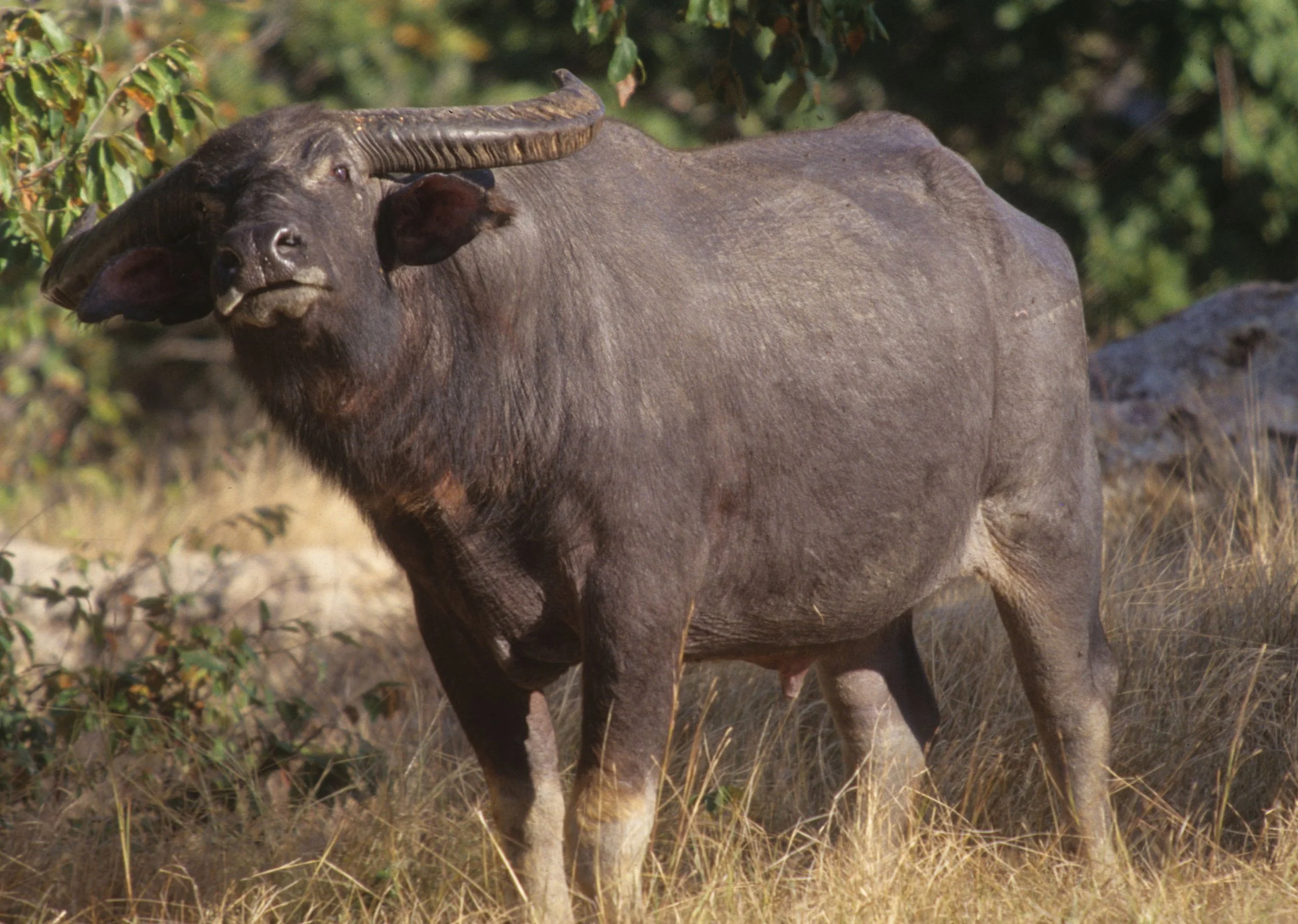 Genus Bubalus Water Buffalo — Coke Smith Wildlife