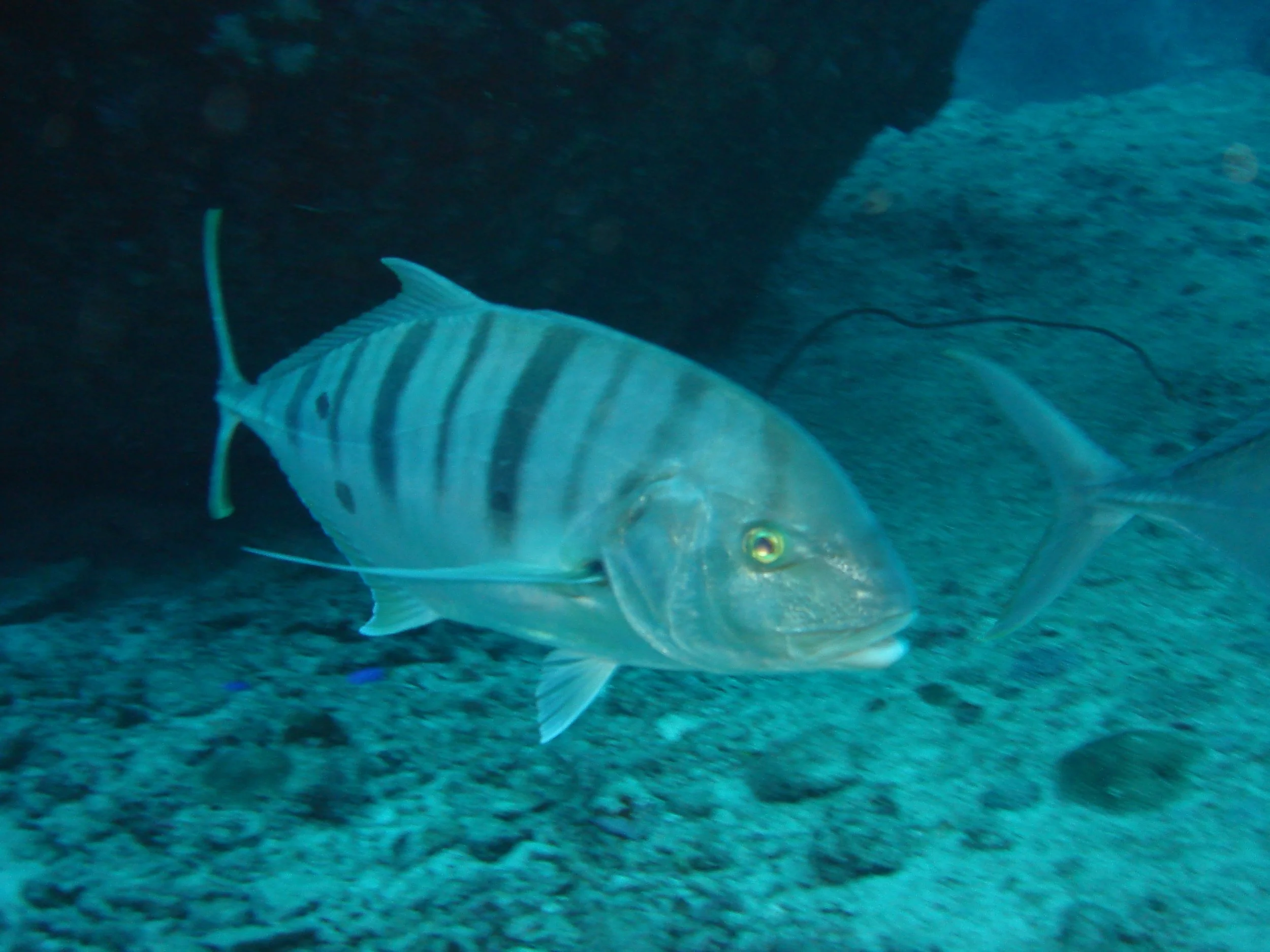 Family Carangidae - Jacks & Trevallies — Coke Smith Wildlife