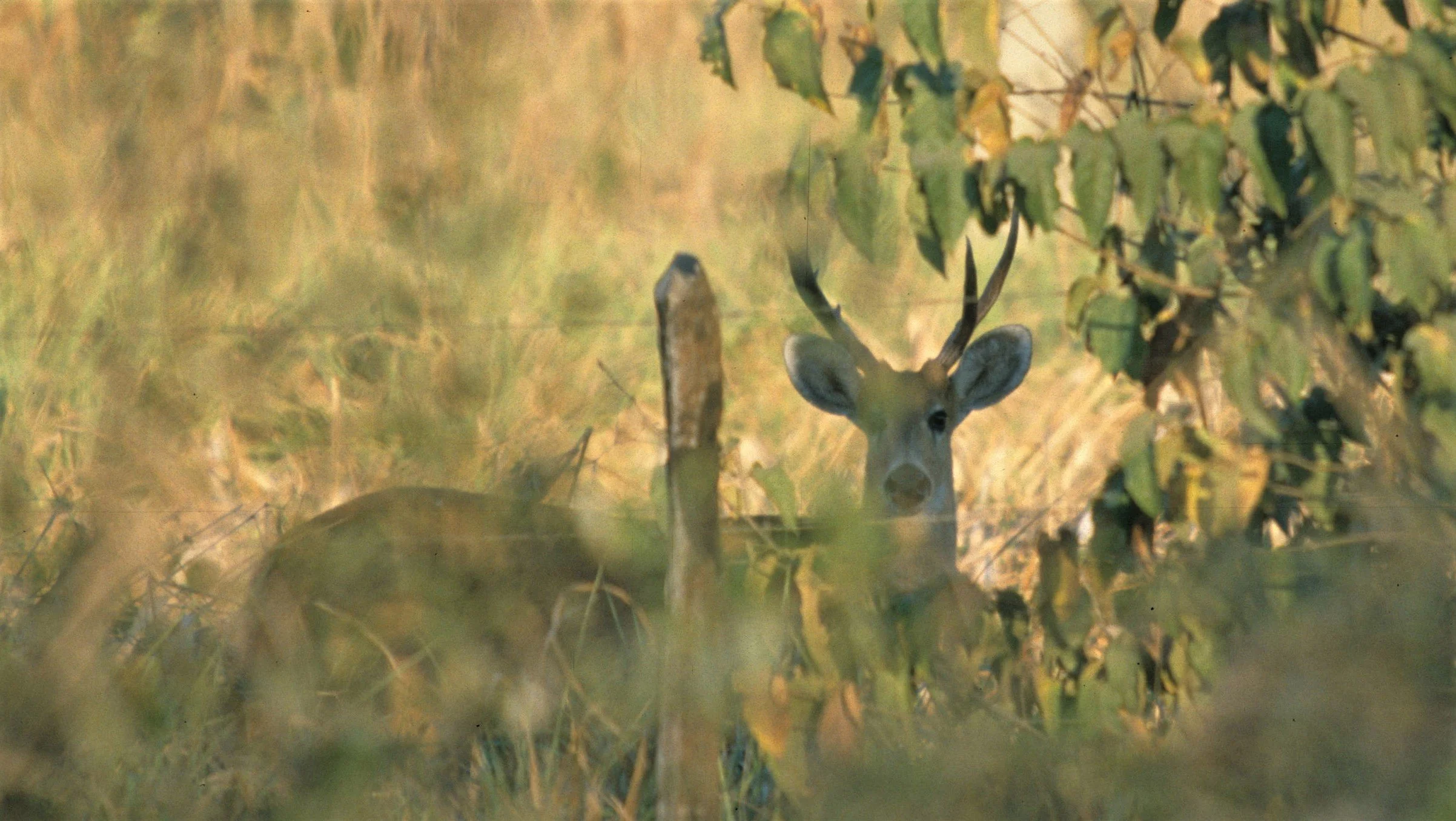 Tribe Odocoileini the Deer — Coke Smith Wildlife