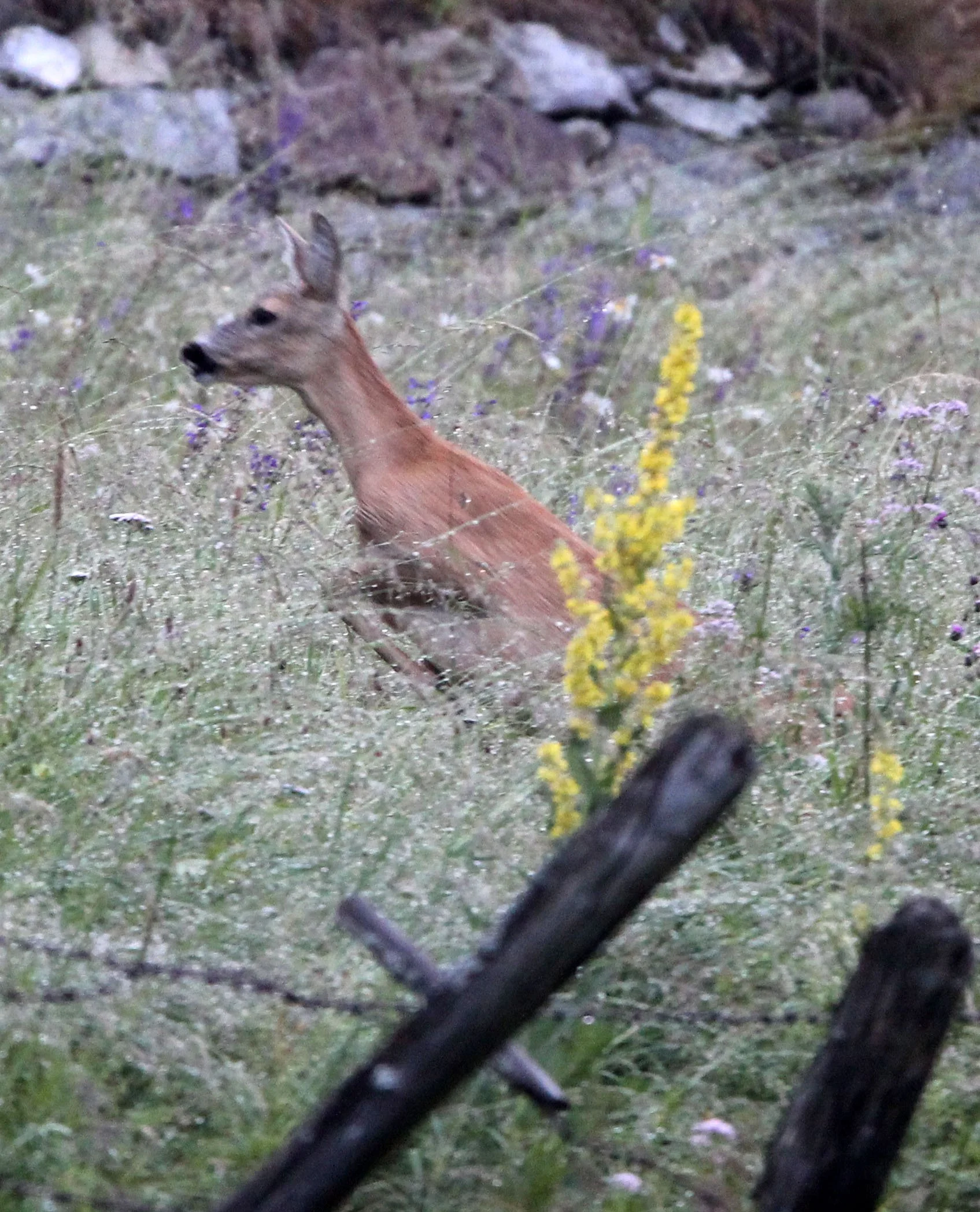Tribe Capreolini the Roe & Water Deer — Coke Smith Wildlife
