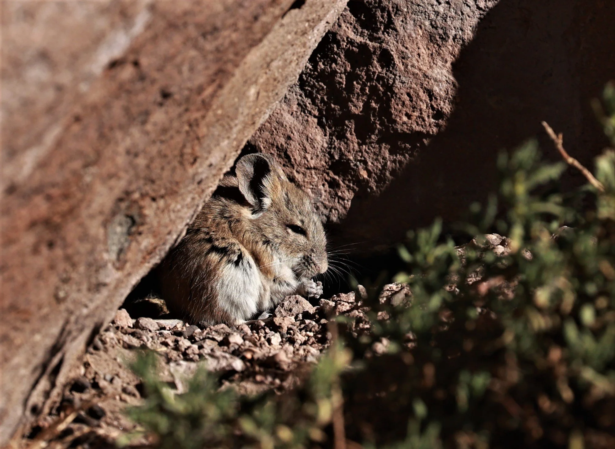 Bolivian Big-eared Mouse (Auliscomys boliviensis) — Coke Smith Wildlife