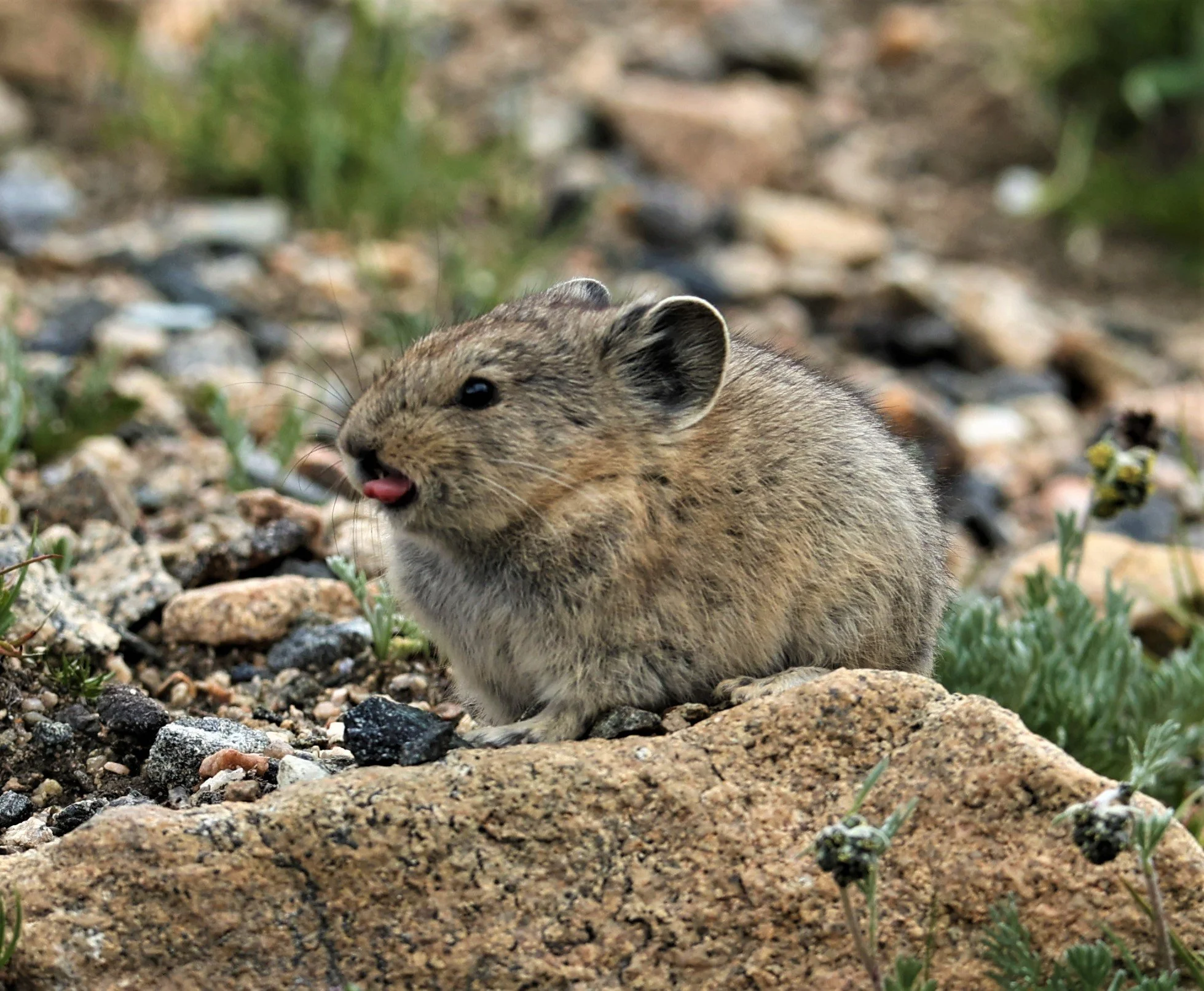 Genus Ochotona the Pika — Coke Smith Wildlife
