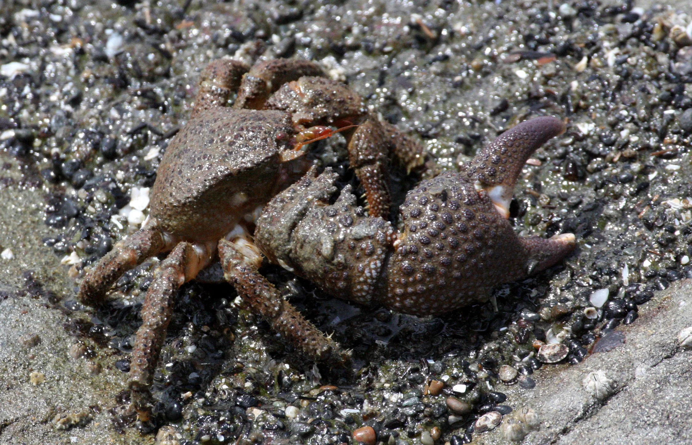 Subphylum Crustacea - Crabs, Shrimp, Barnacles — Coke Smith Wildlife