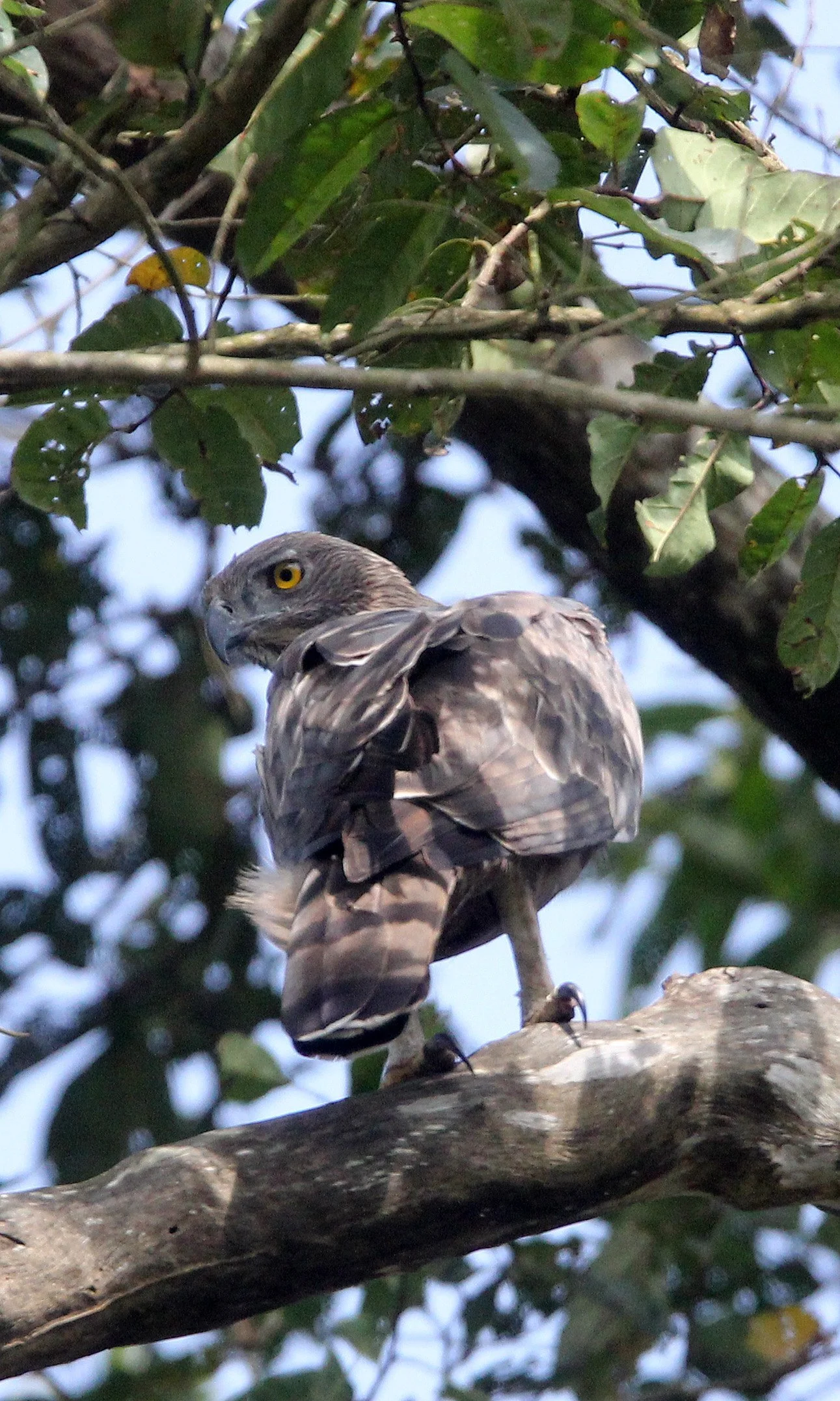 Changeable Hawk Eagle (Nisaetus cirrhatus) — Coke Smith Wildlife