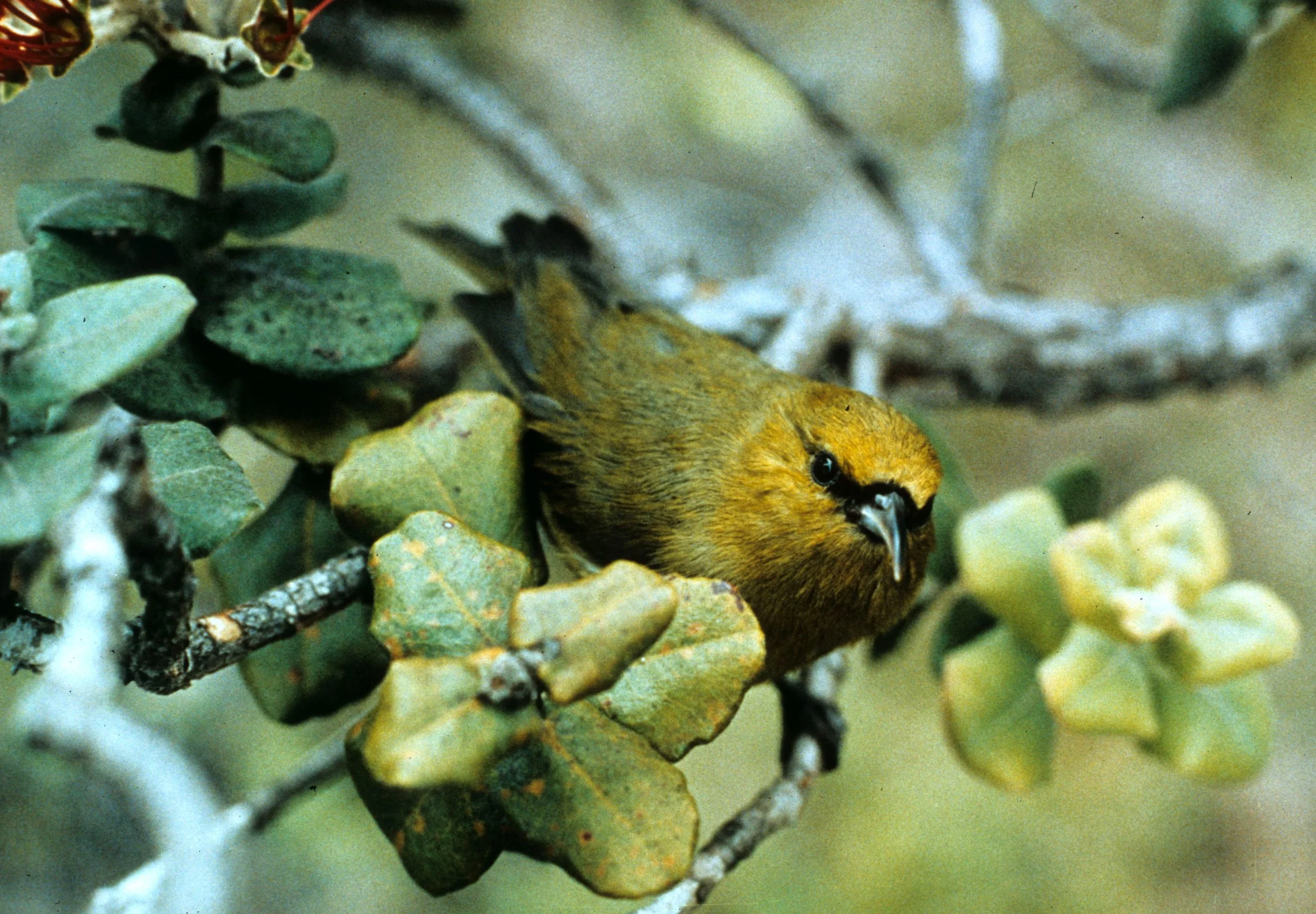 Hawaiian Honeycreepers — Coke Smith Wildlife