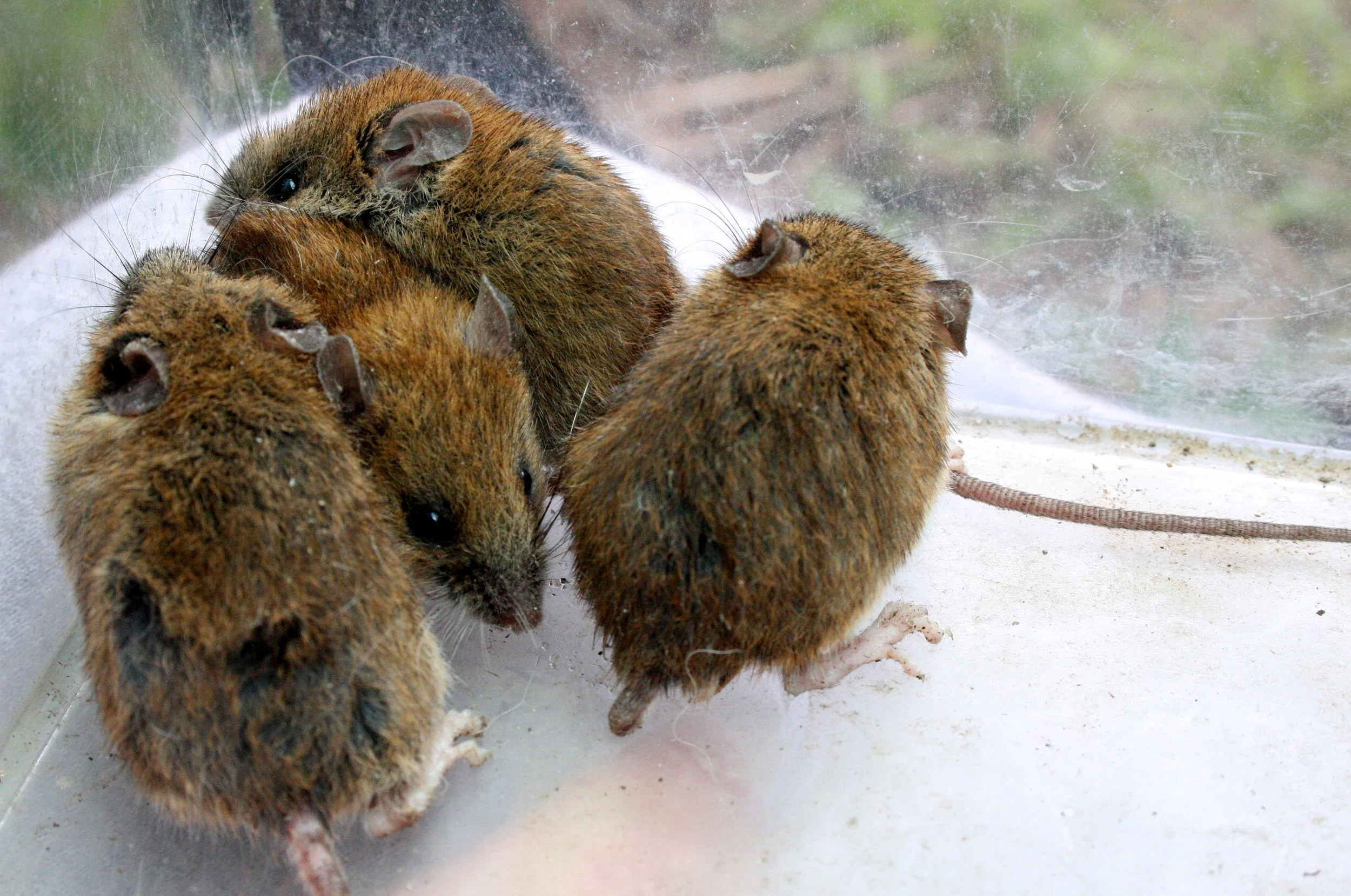 Genus Apodemus - Asian Field Mice — Coke Smith Wildlife
