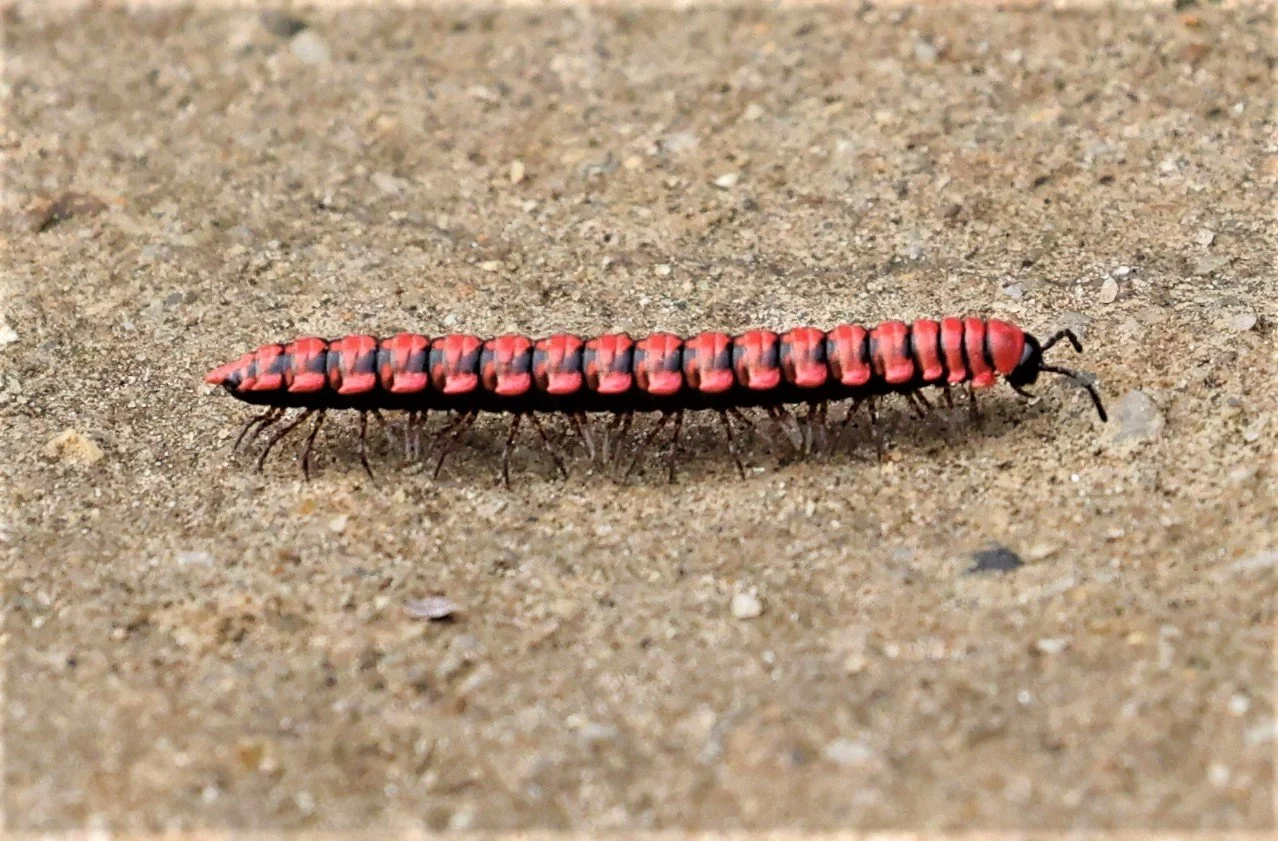 Centipedes & Millipedes — Coke Smith Wildlife