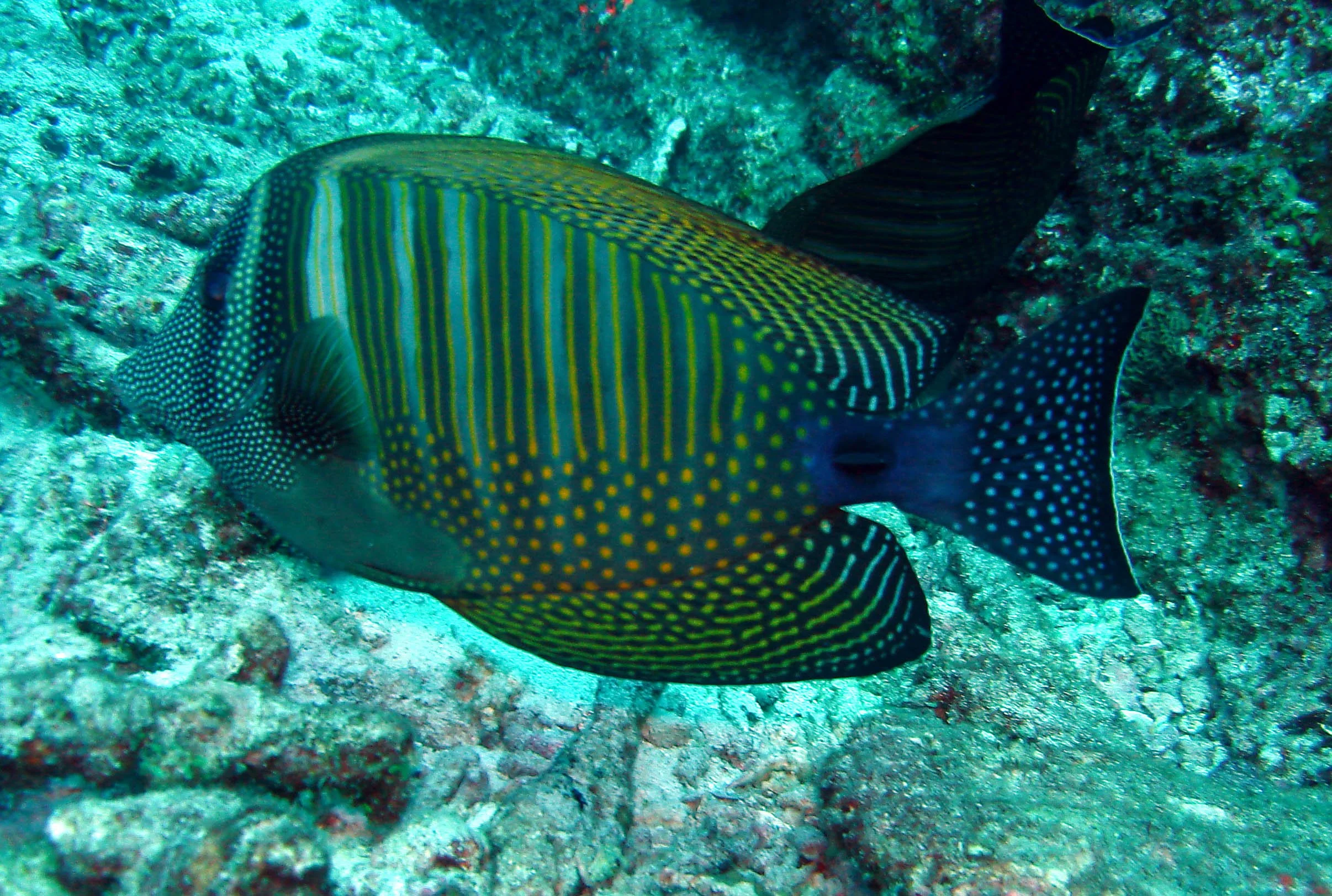 Family Acanthruidae - Surgeonfish, Tang & Unicornfish — Coke Smith Wildlife