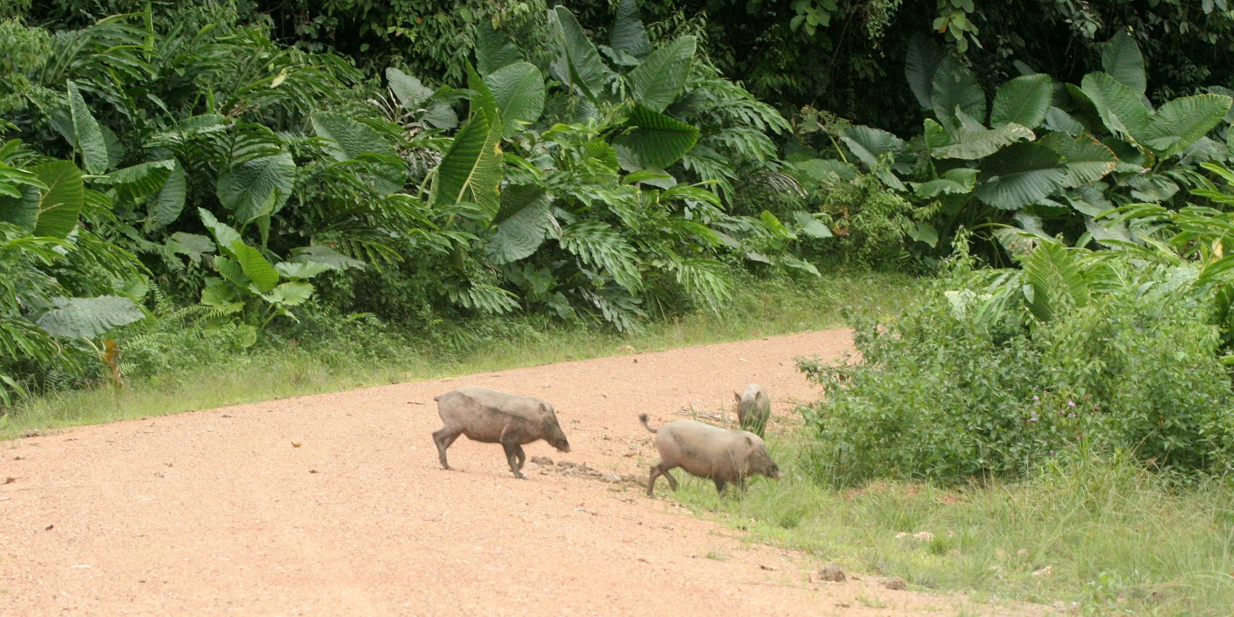 Genus Sus - Pigs — Coke Smith Wildlife